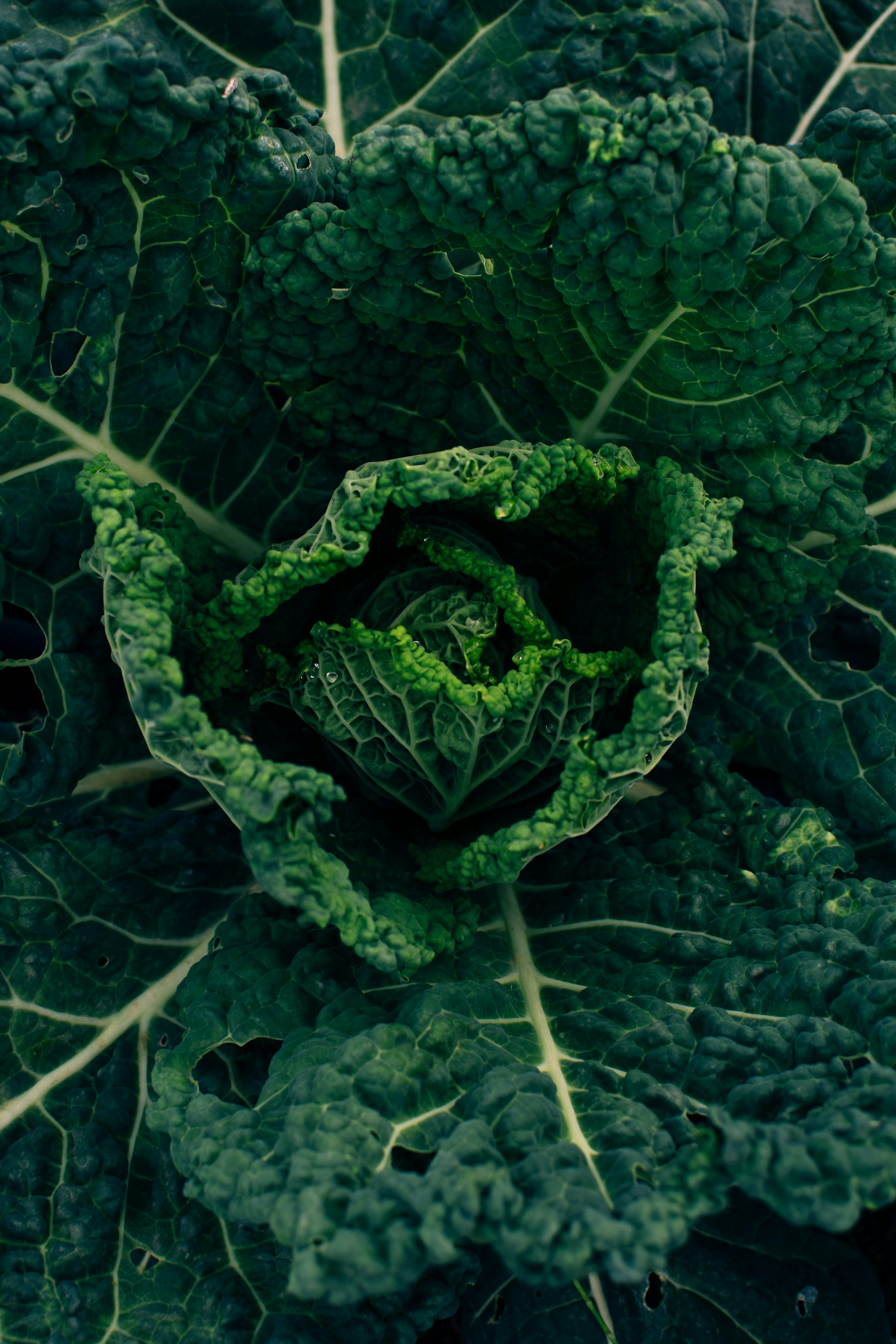 The Inner Green Symphony