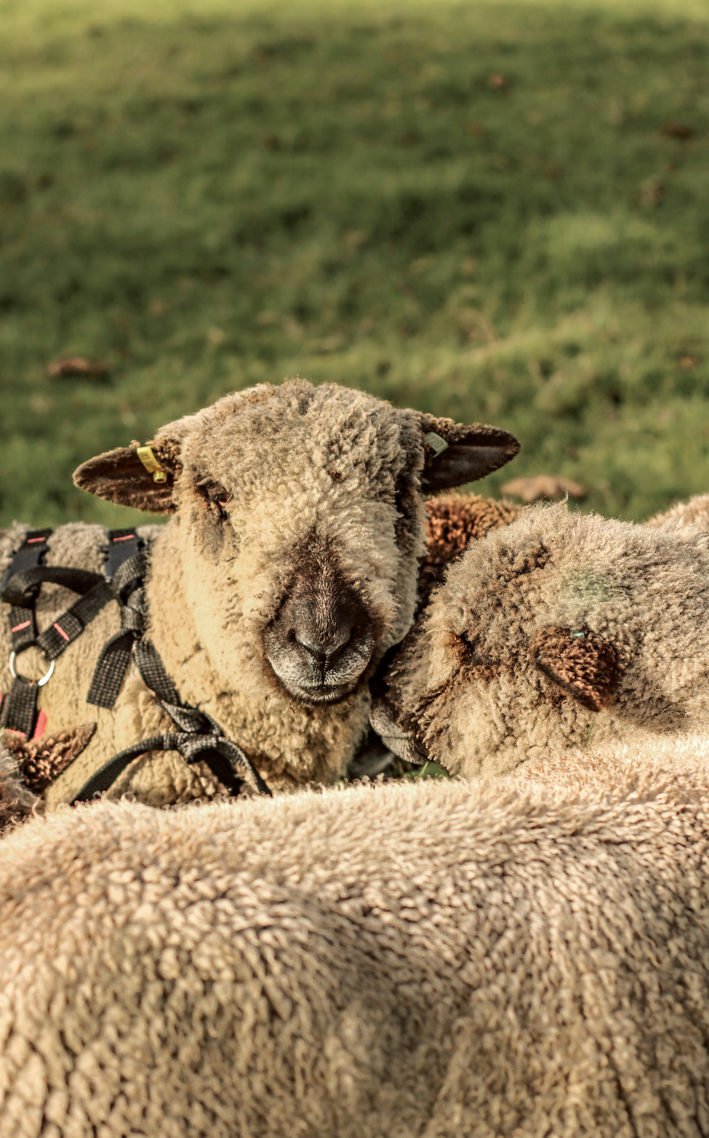 A Gentle Gaze through Wool: Close-Up on a Sunlit Sheep