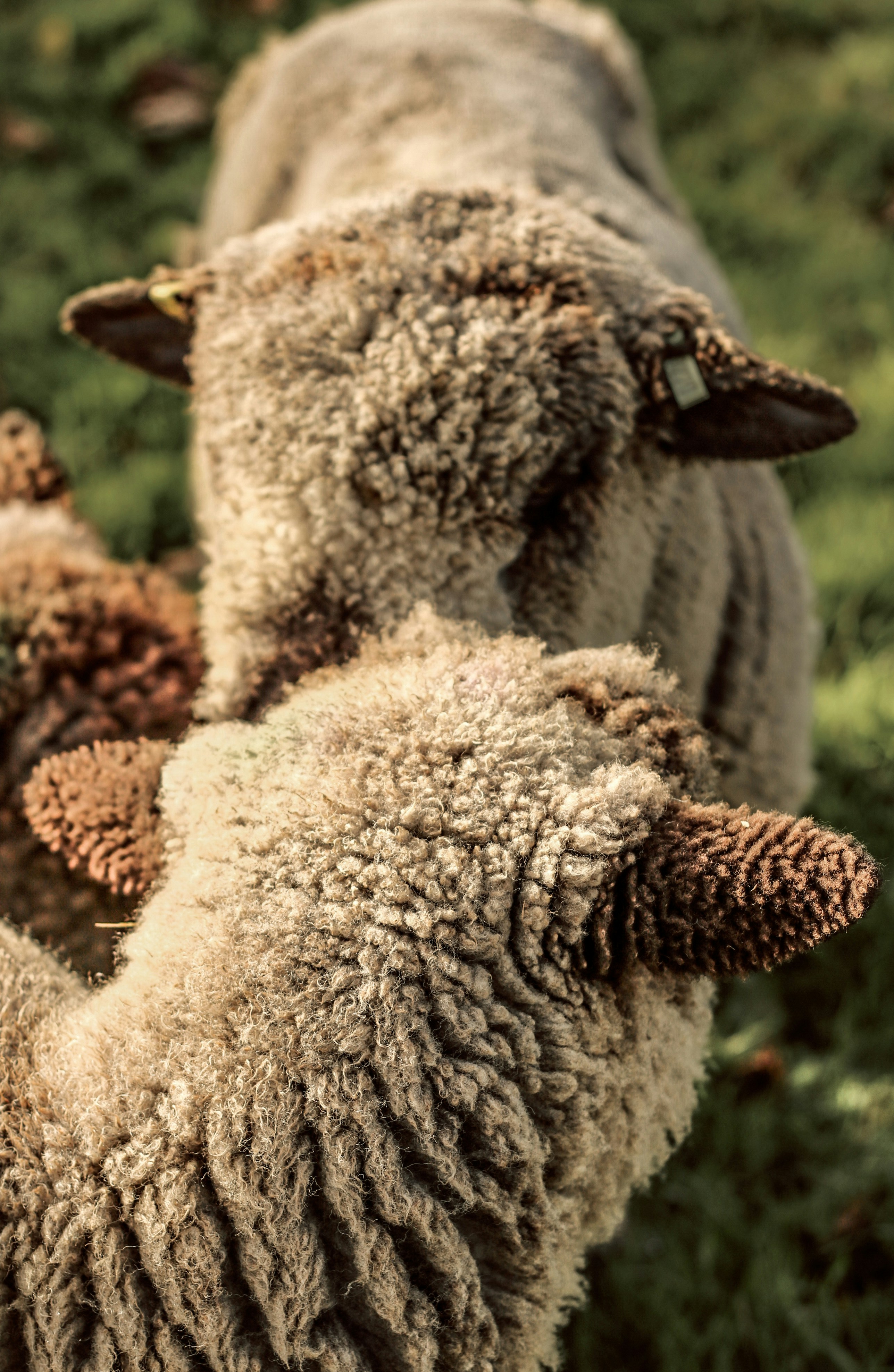 Close-Up of Lambs in a Sunlit Flock