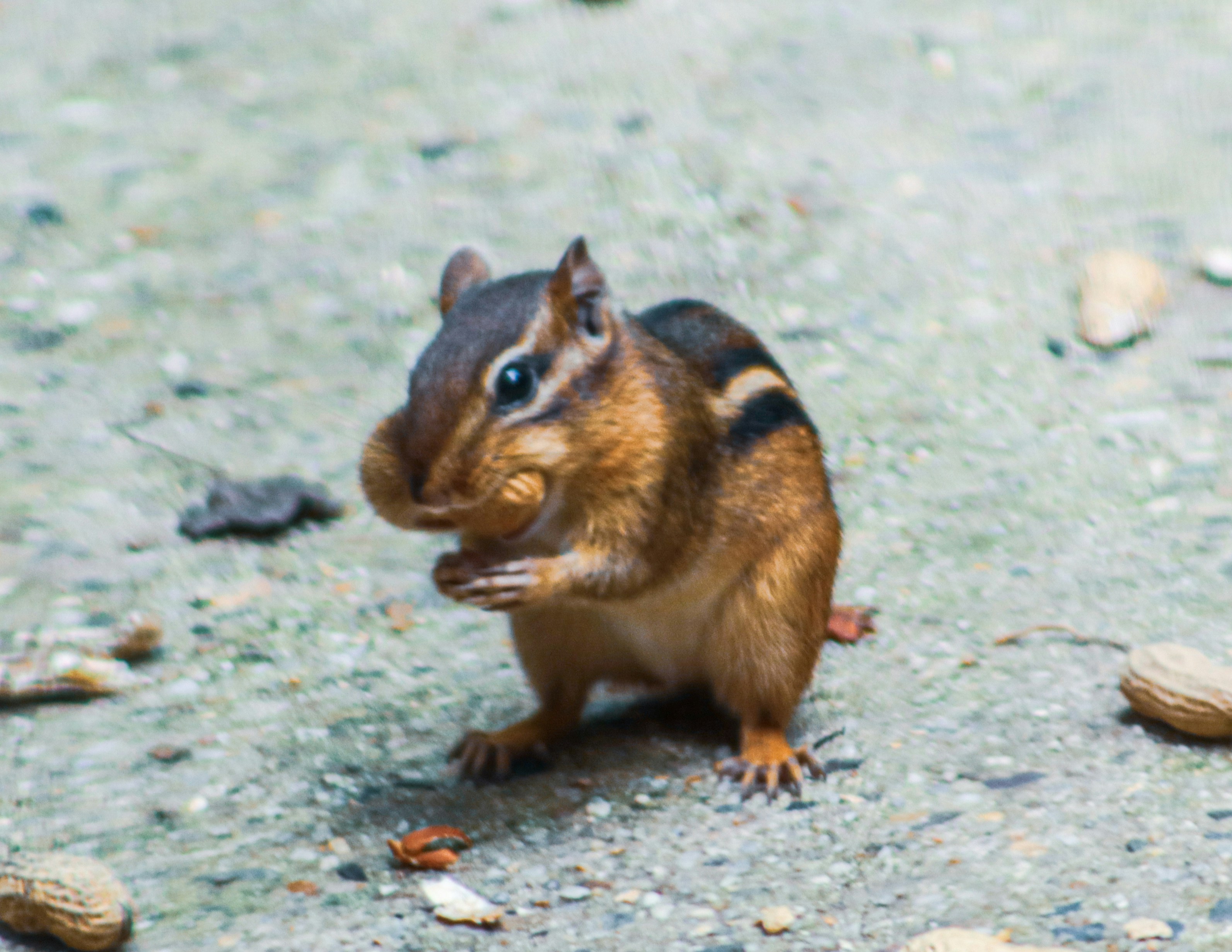 A chipmunk holds a nut in its paws, standing on a textured surface scattered with peanuts and debris.