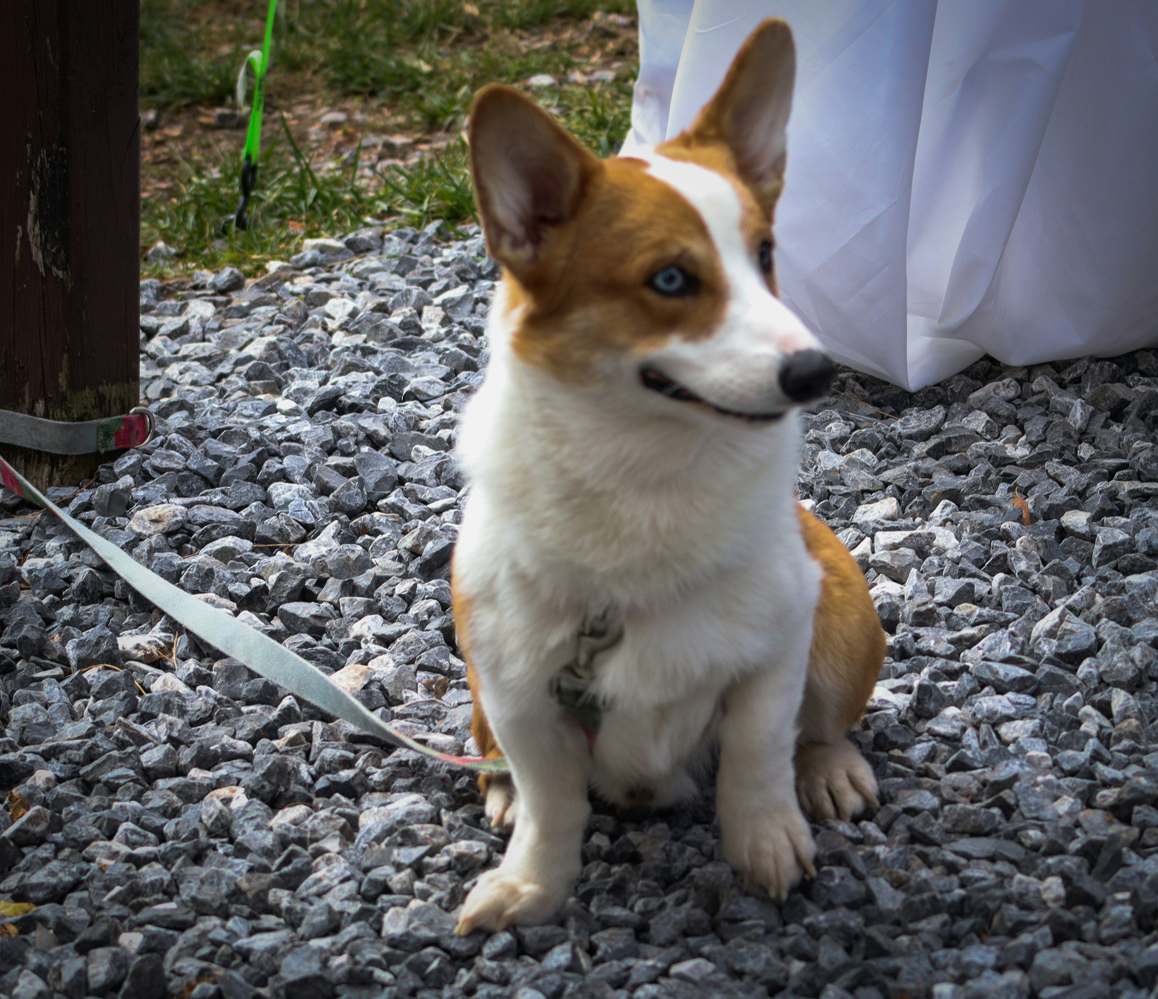 Pebble Playground: A Corgi's Curious Pause by Draped White Curtain