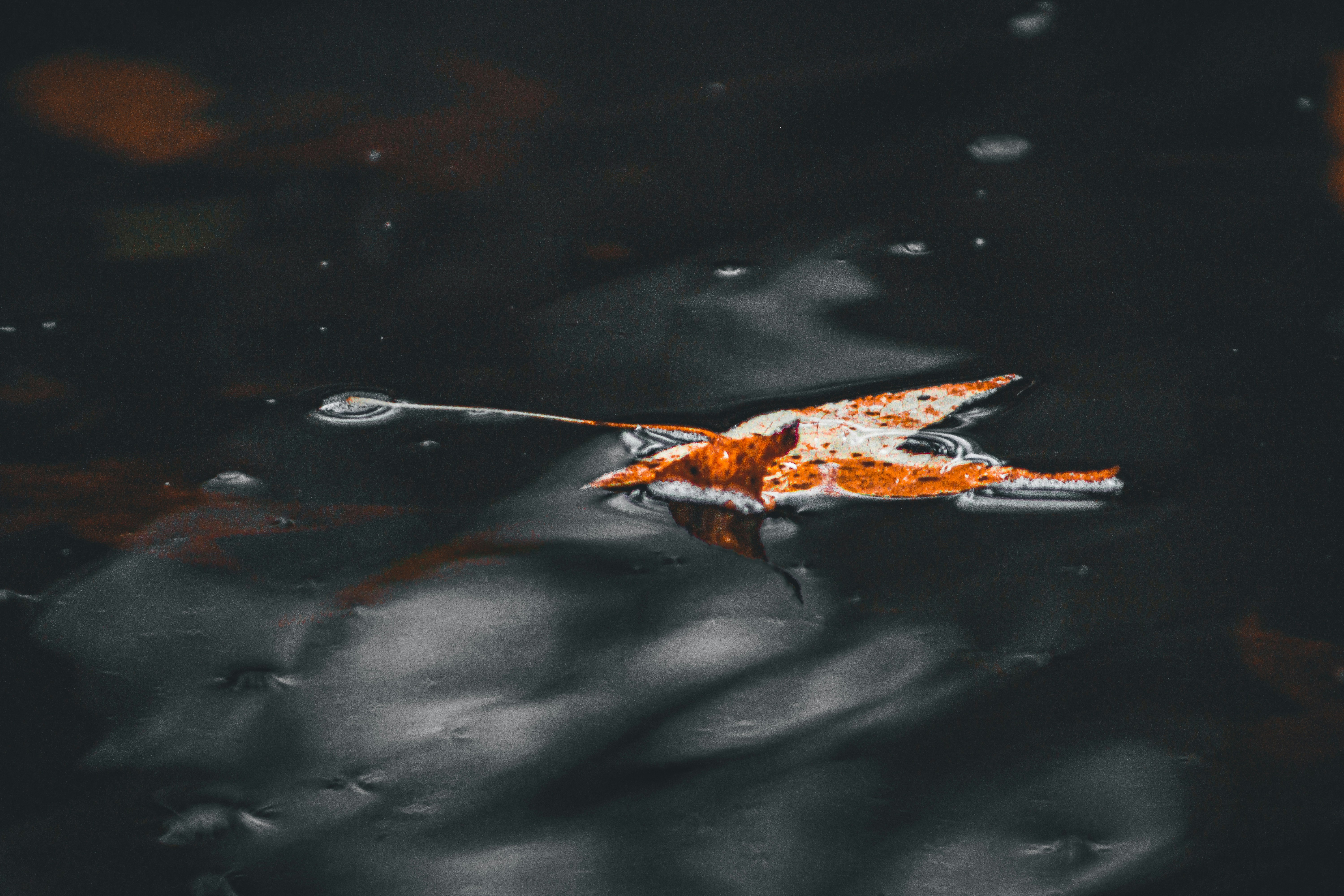 Drifting Ember: A solitary leaf on a dark, reflective pond