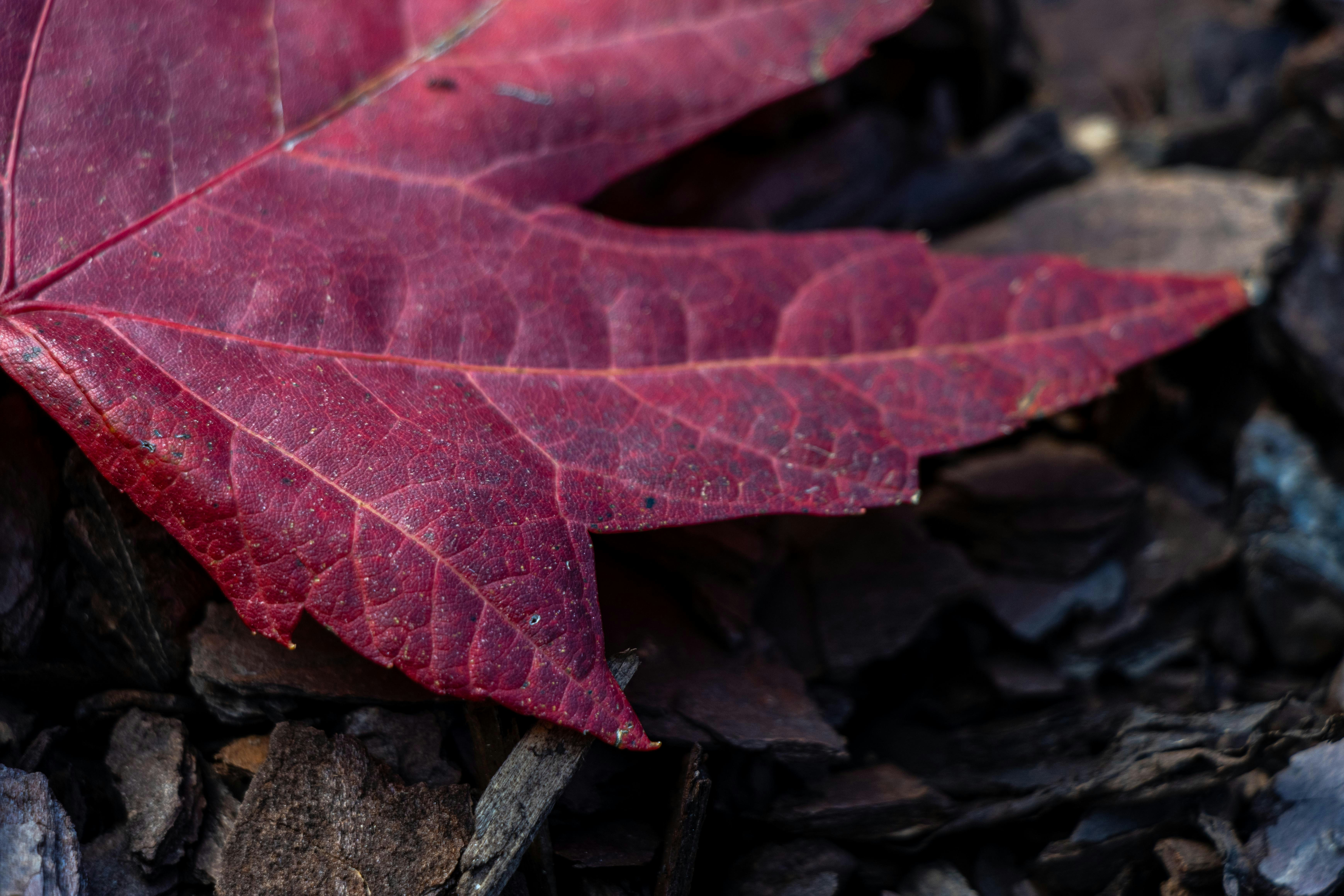 Crimson Veins on Mulch: An Up-Close Study of Autumn's Quiet Ground