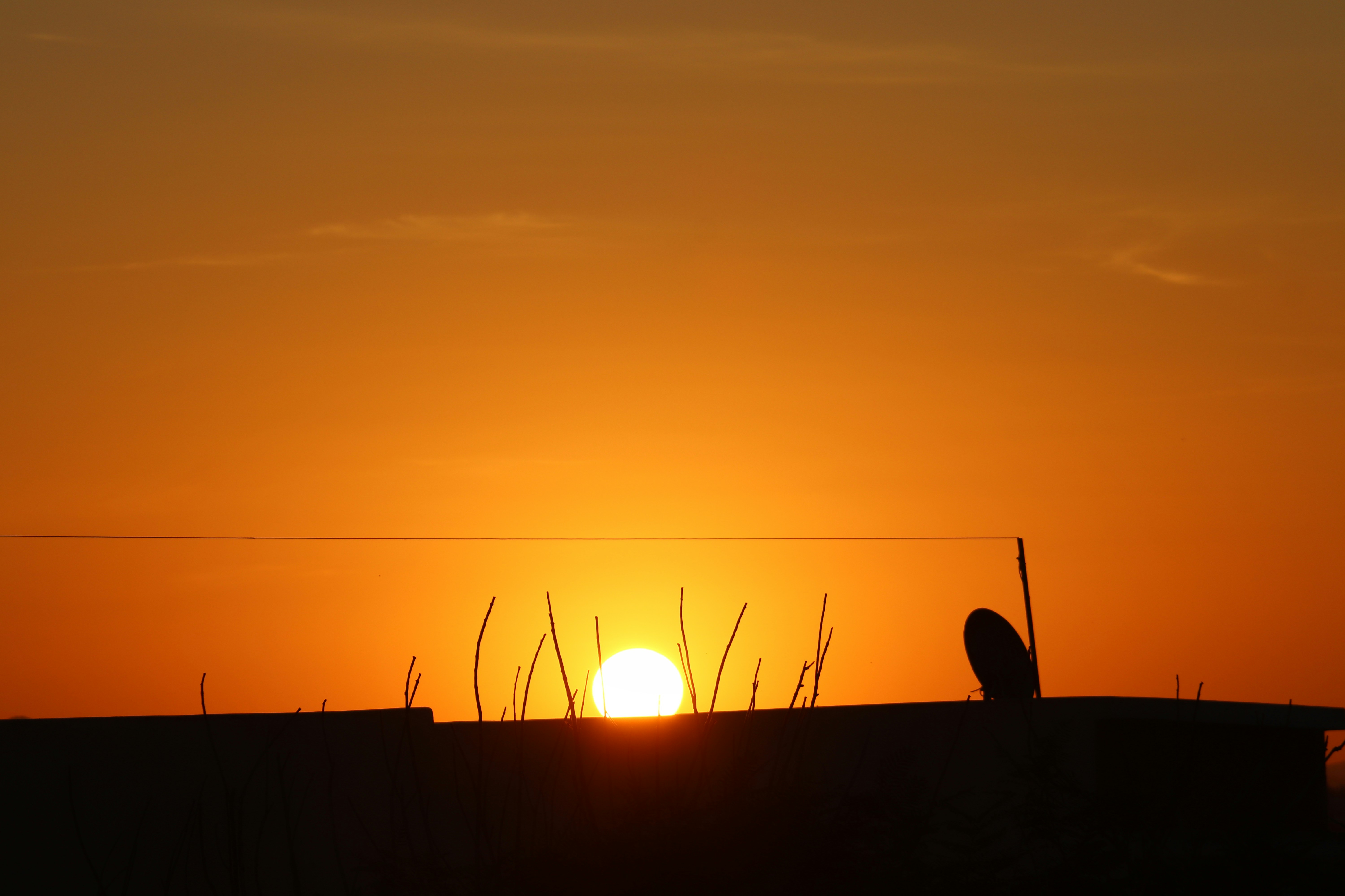 Sunburst Silhouette: A lone bird on the horizon at golden hour