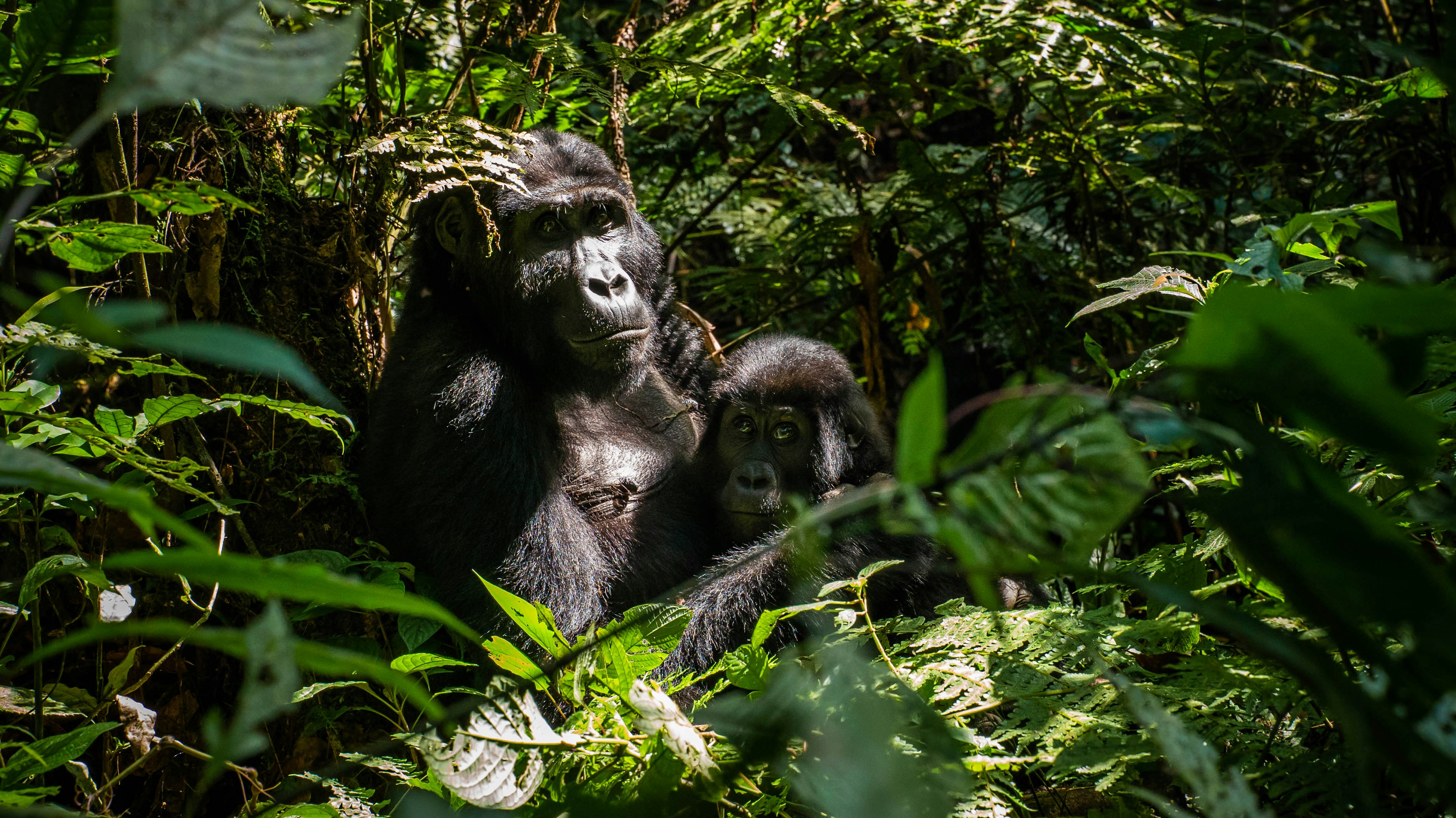 Serene Companionship in the Jungle