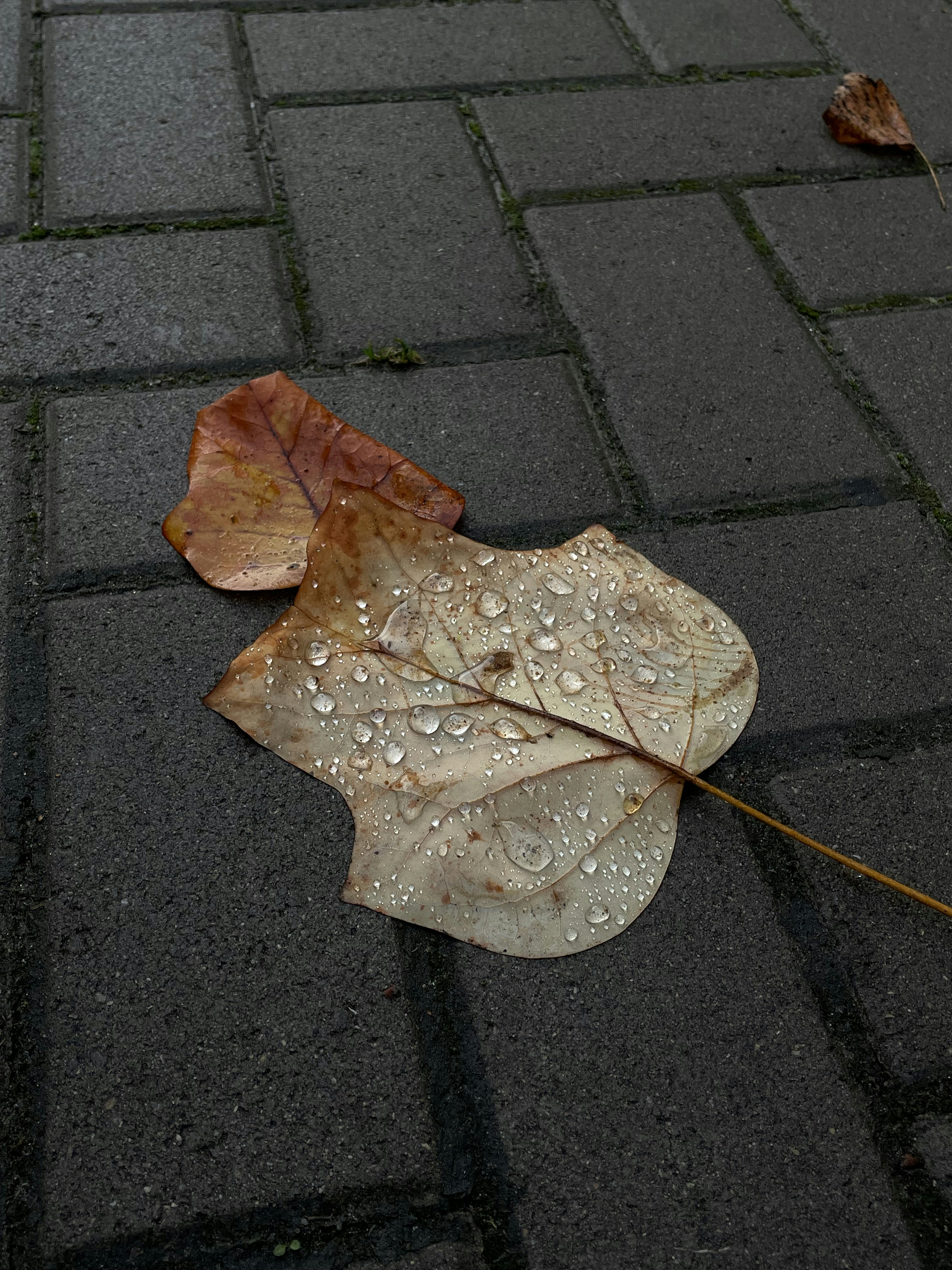 Rain-Kissed Autumn Leaf on a Wet Brick Walkway