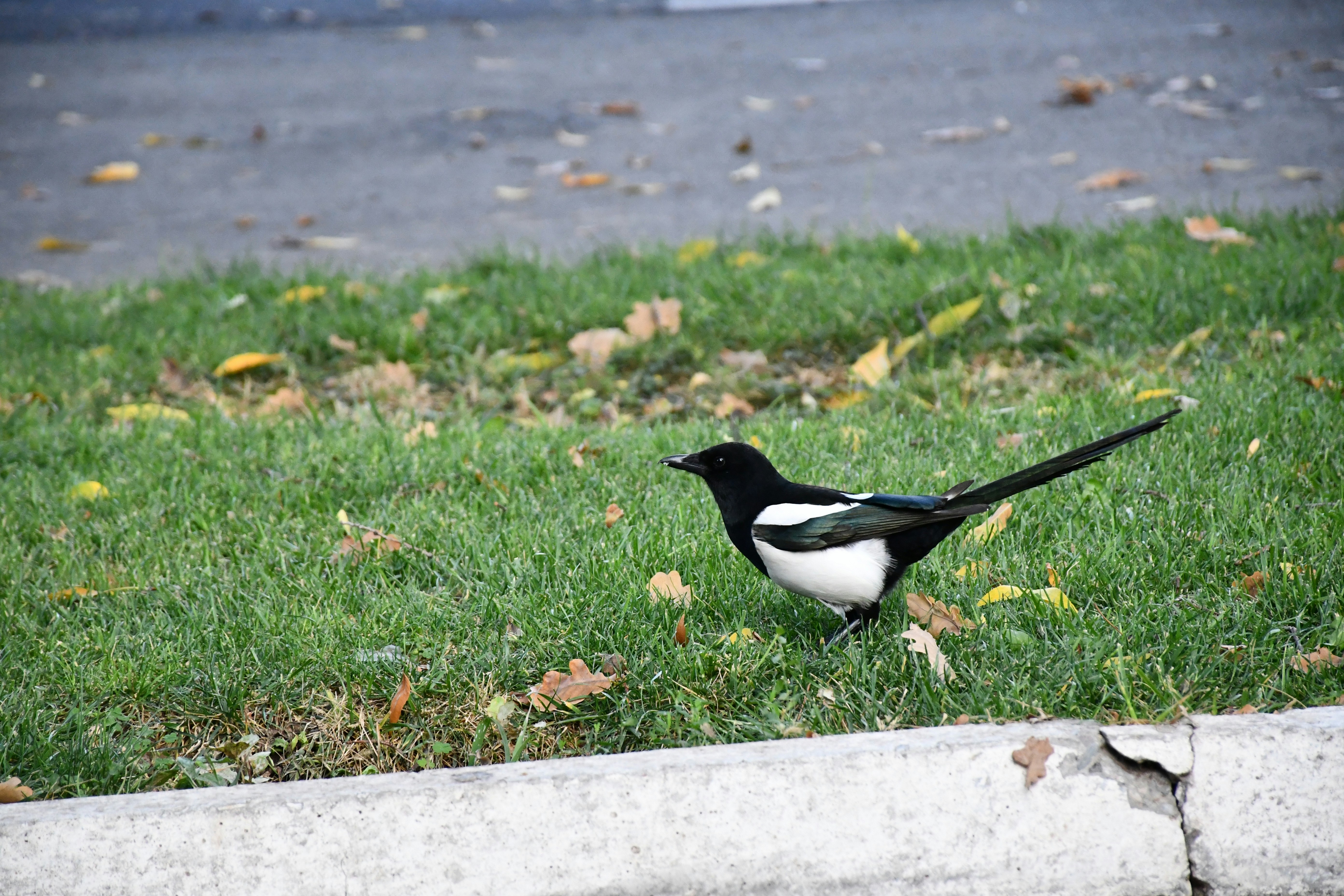 Black‑and‑White Streak on the Green Verge