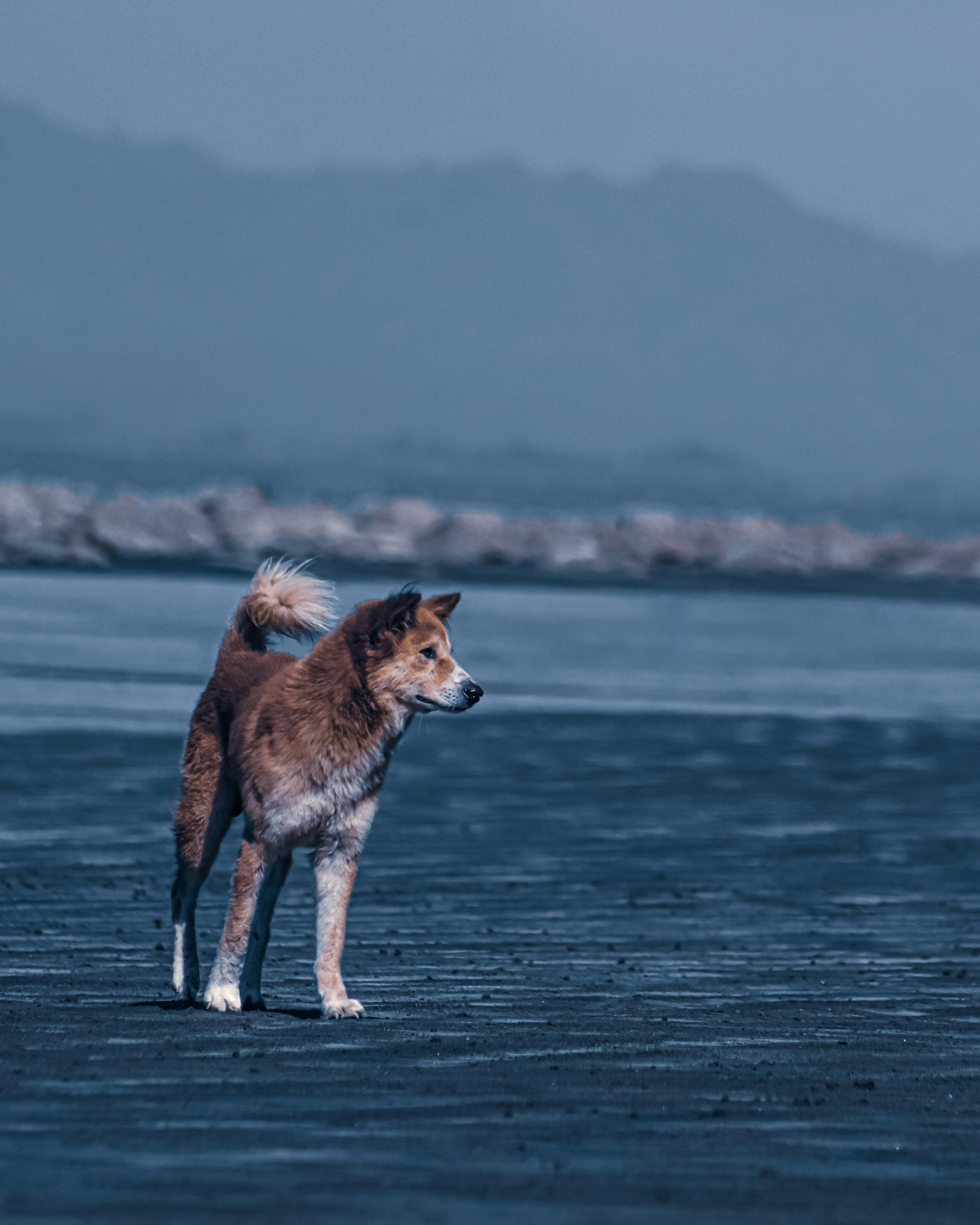 Paws on the Tidal Edge: A Seaside Wanderer Stands Along Quiet Blue