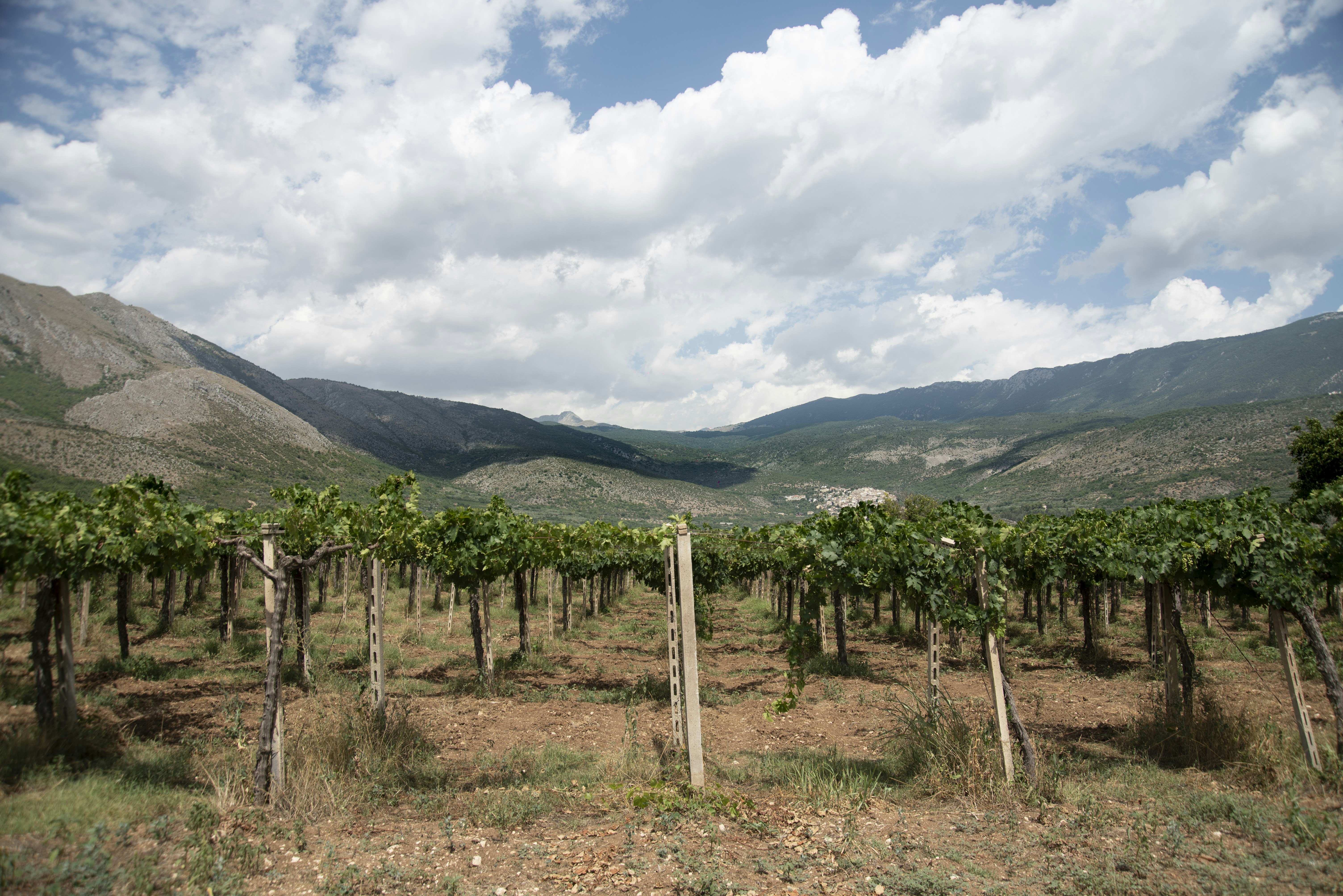 A field of trees photo – Free Ofena Image on Unsplash