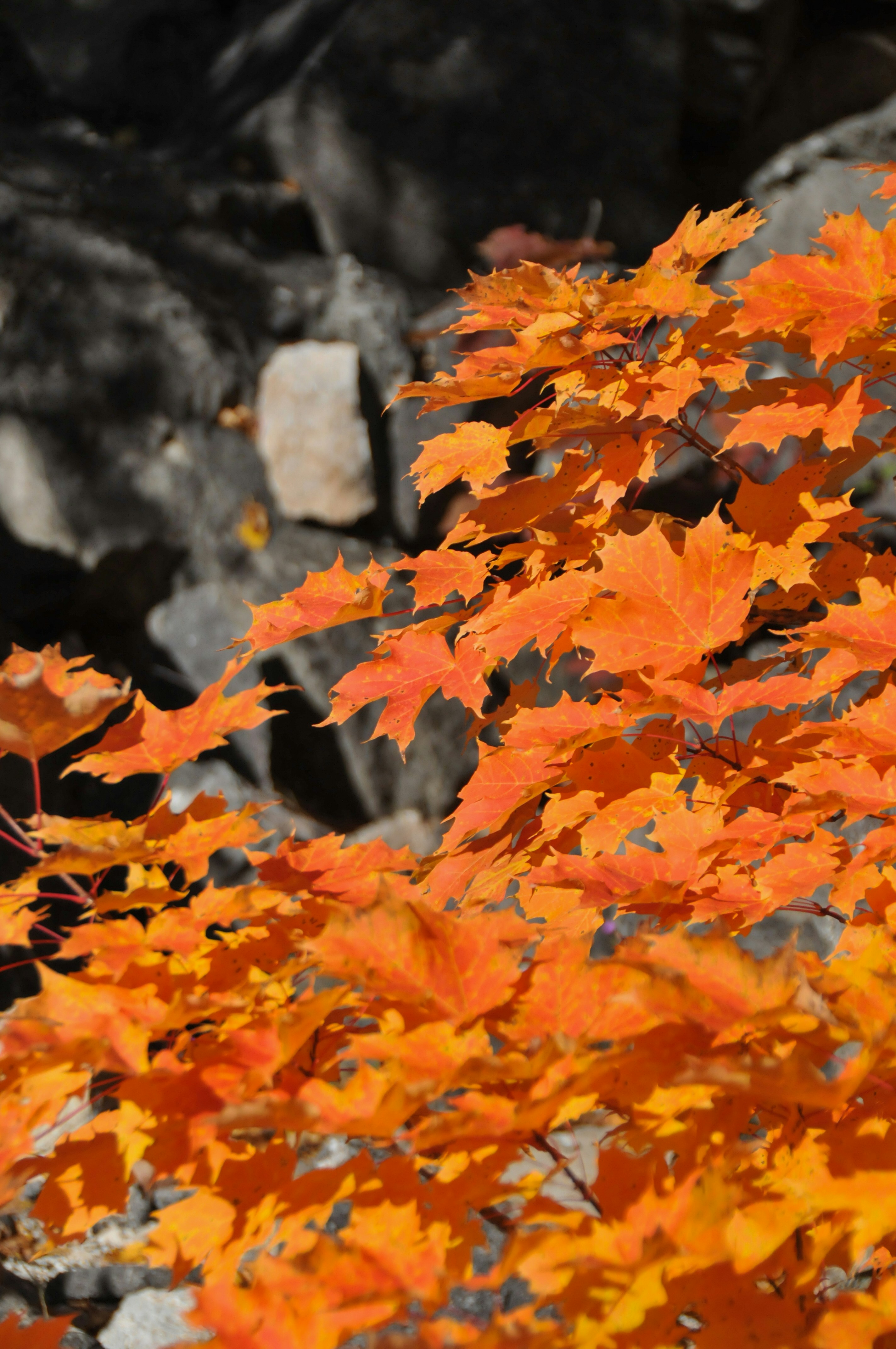 Vibrant orange maple leaves contrast against a rugged stone background, showcasing the beauty of fall foliage.