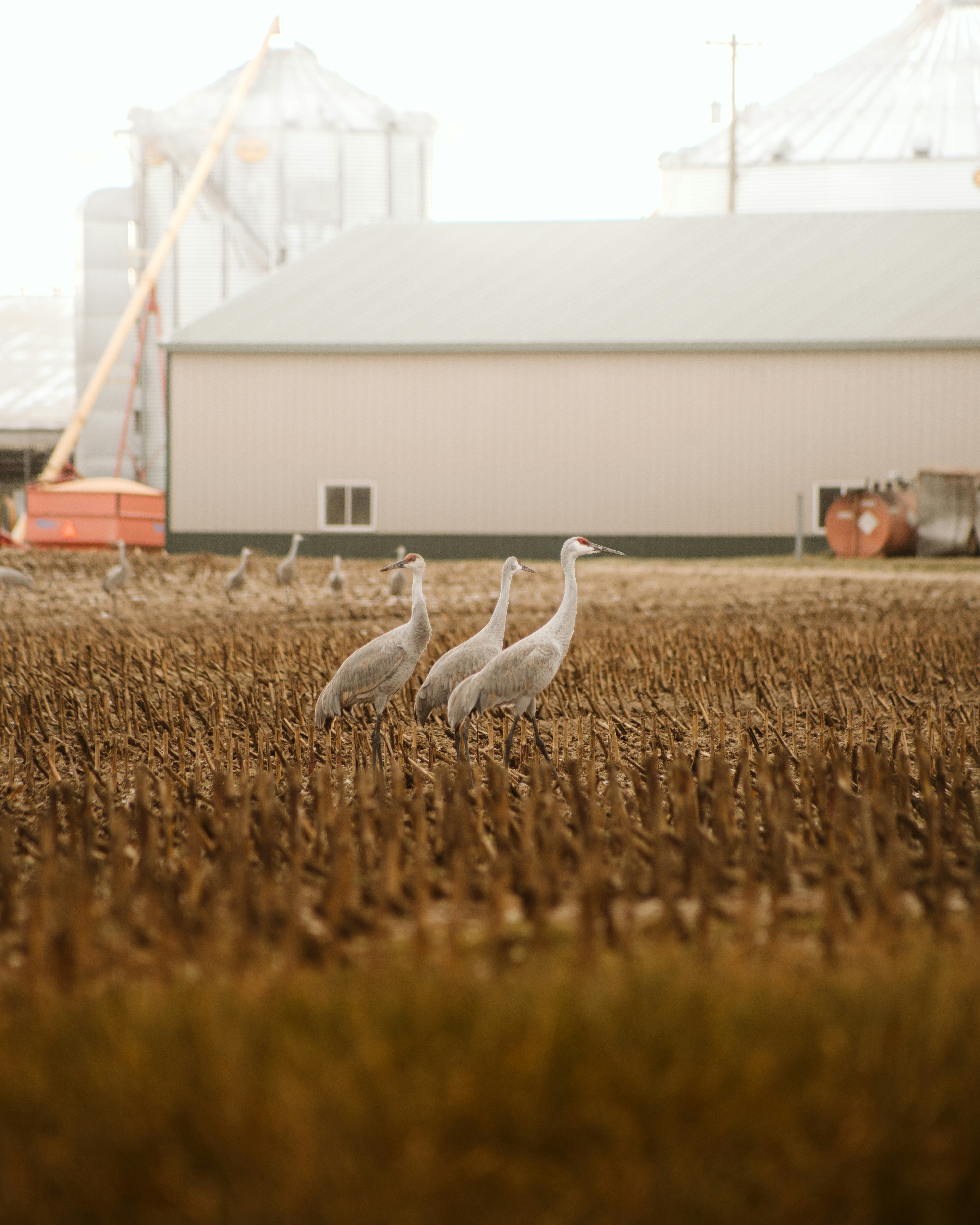 Three Sandhill Cranes at Golden Hour in a Harvest Field by a Quiet Farmstead