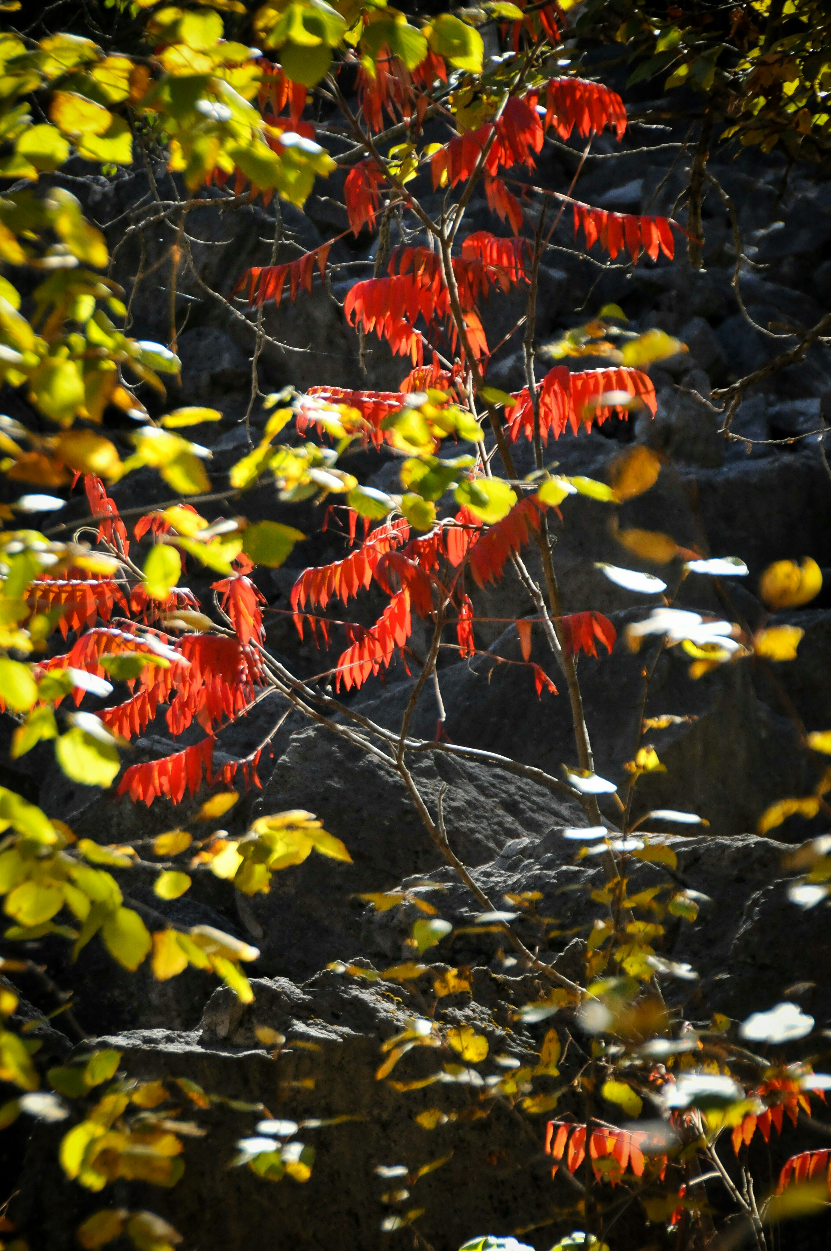 Scarlet Ferns on Stone: Autumn Foliage Framing a Quiet Cliff
