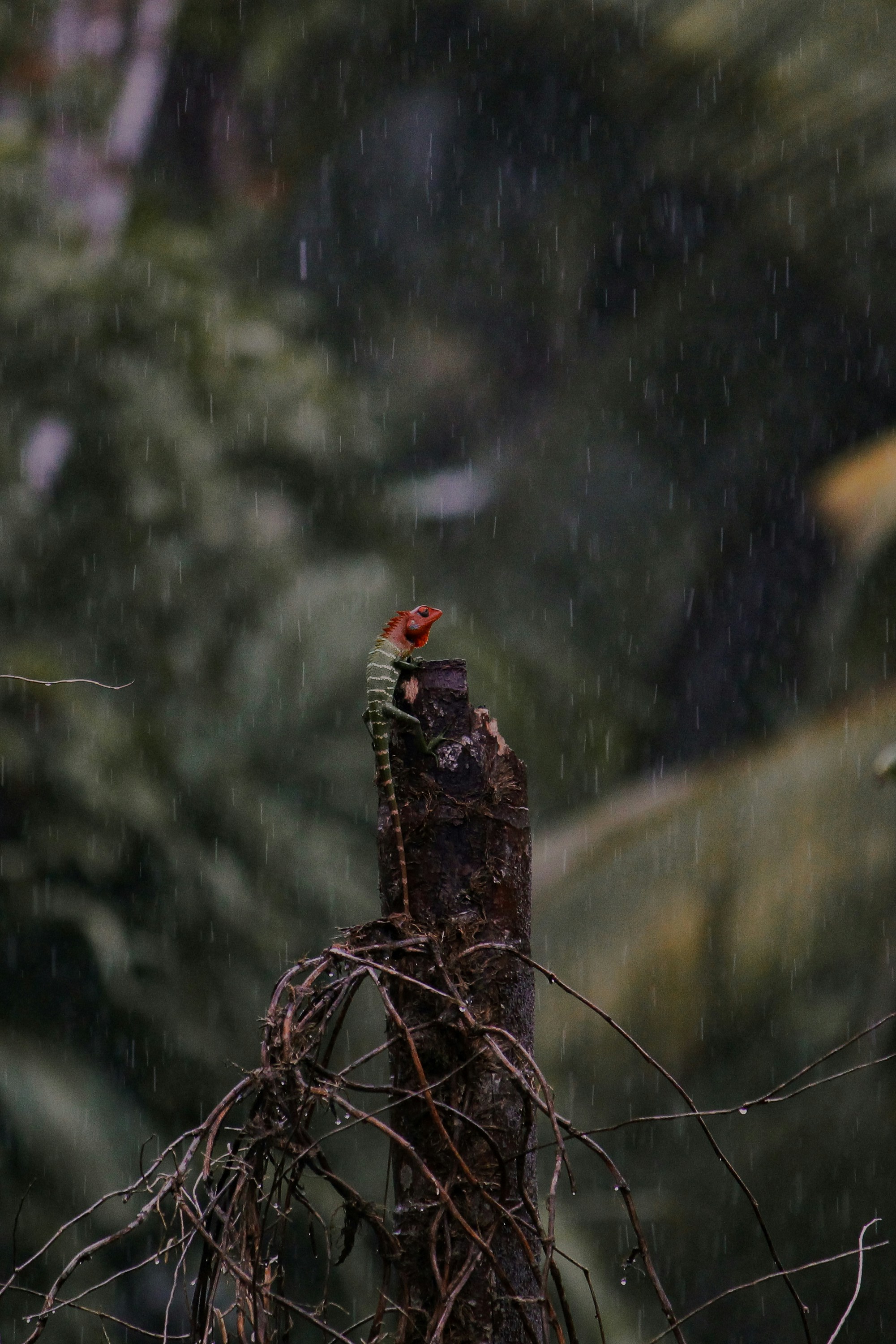Crimson-headed lizard clings to a weathered post as rain falls, with tangled vines in the foreground and a forest backdrop. The image highlights texture, color, and the creature's moment of vigilance.