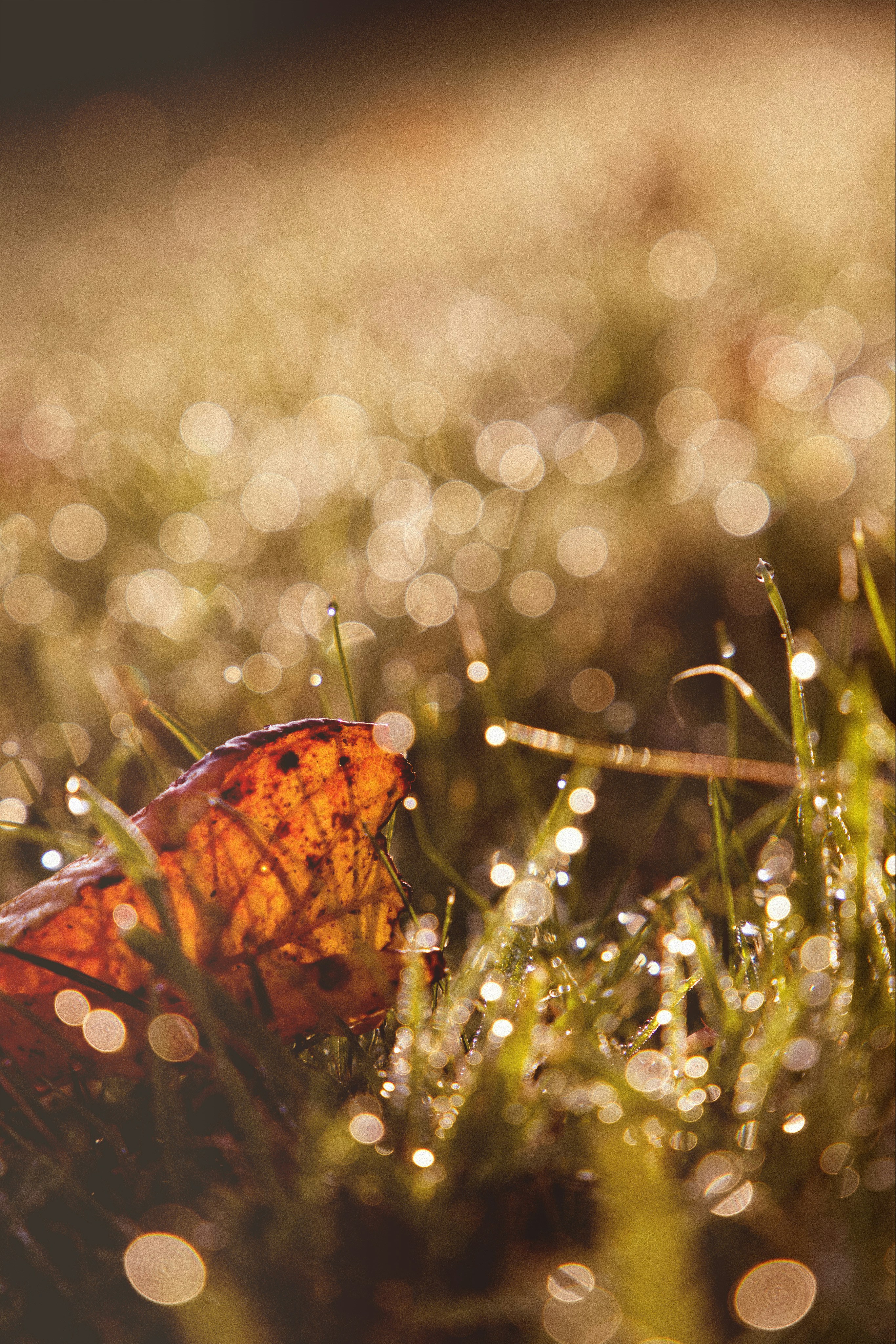 Dew-Kissed Leaf Amid Velvet Grass and Creamy Bokeh
