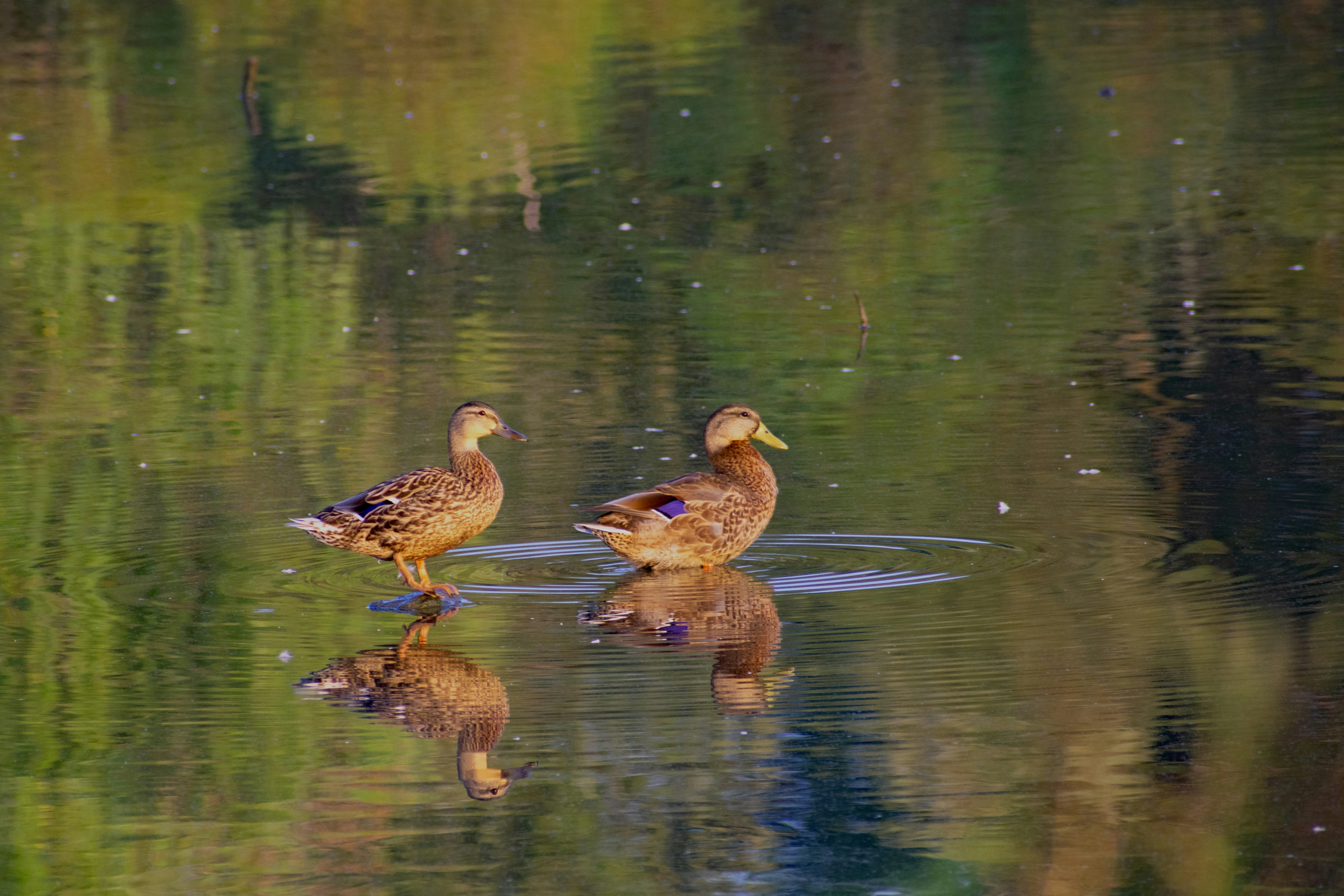 Two ducks gliding across a tranquil pond, their reflections mirrored in the still water surrounded by lush greenery.