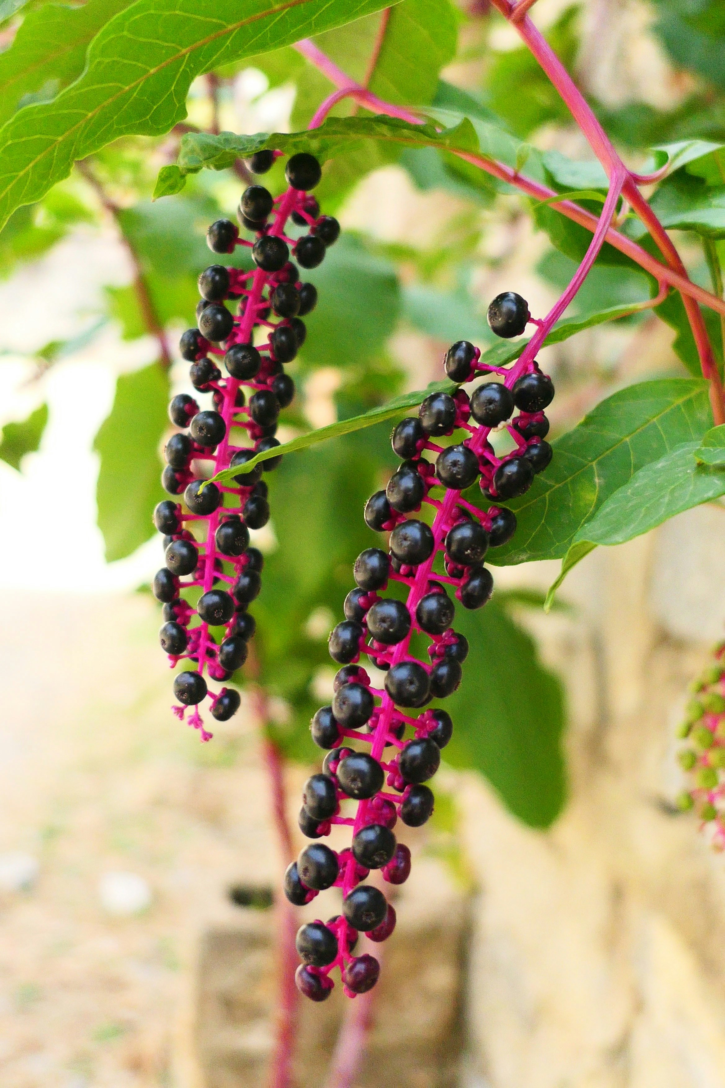 a close-up of a bunch of grapes on a vine
