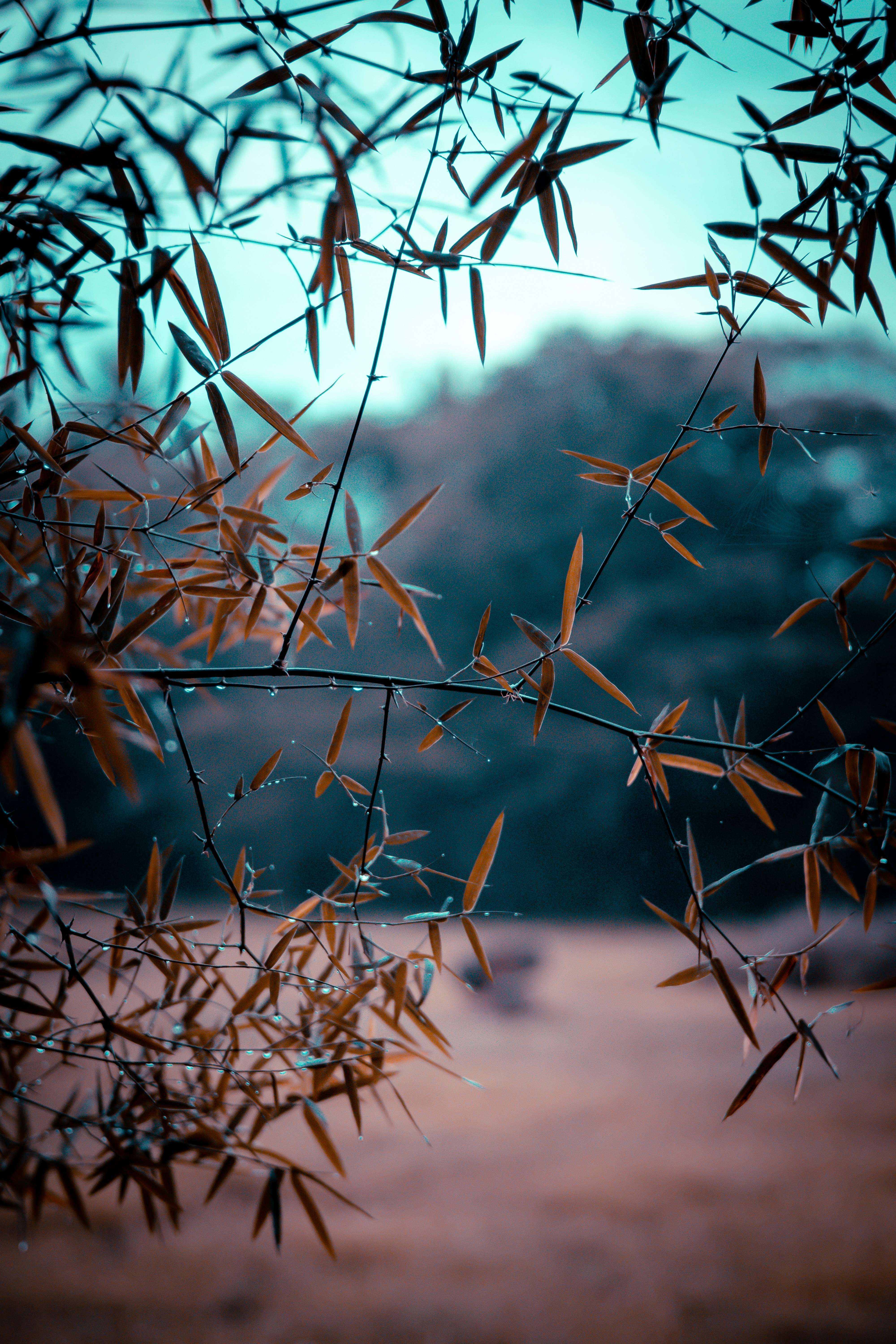Branch frame with dew-kissed leaves against a distant, hazy hillside