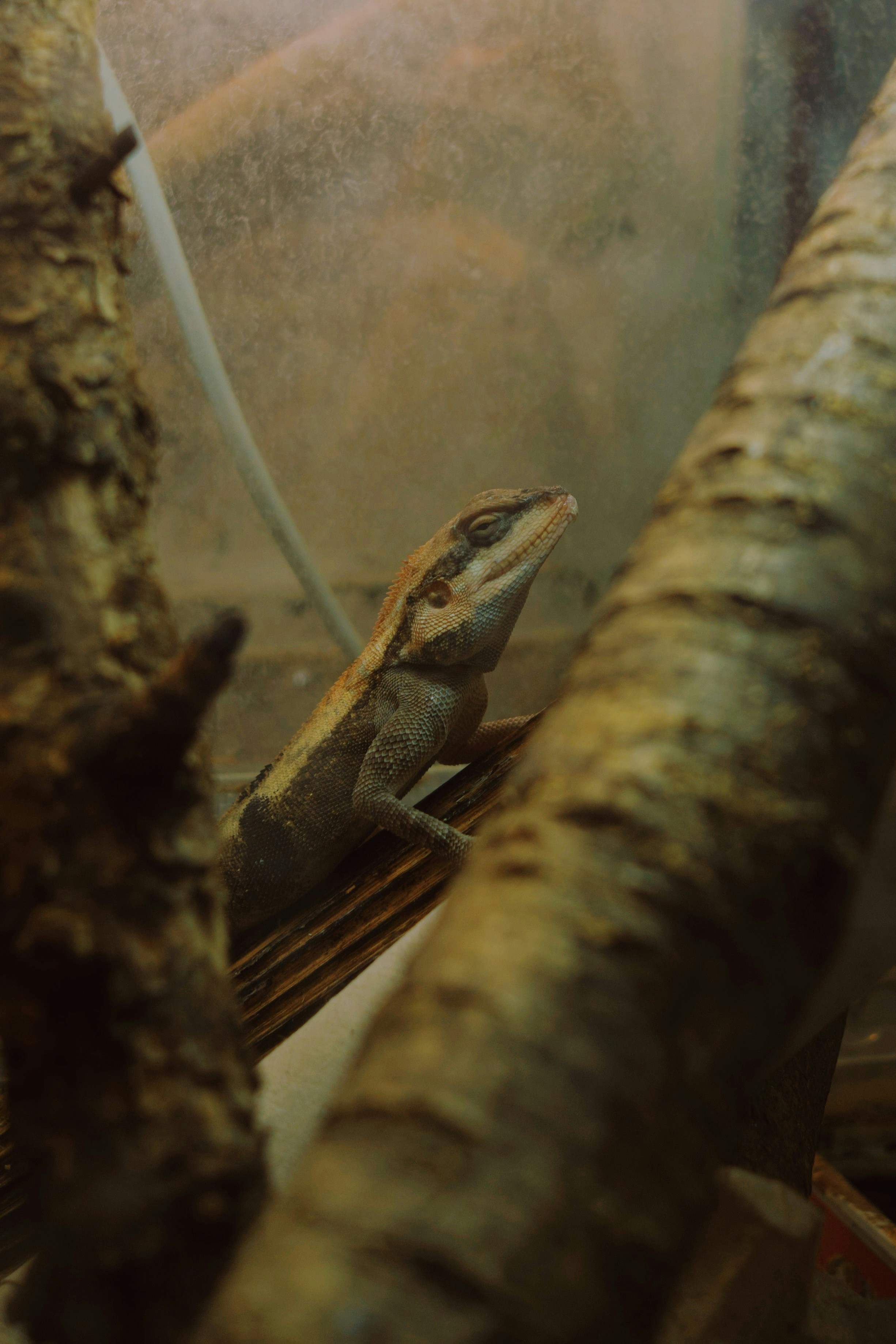 Lizard on a Glass Canvas: A Quiet Terrarium Portrait