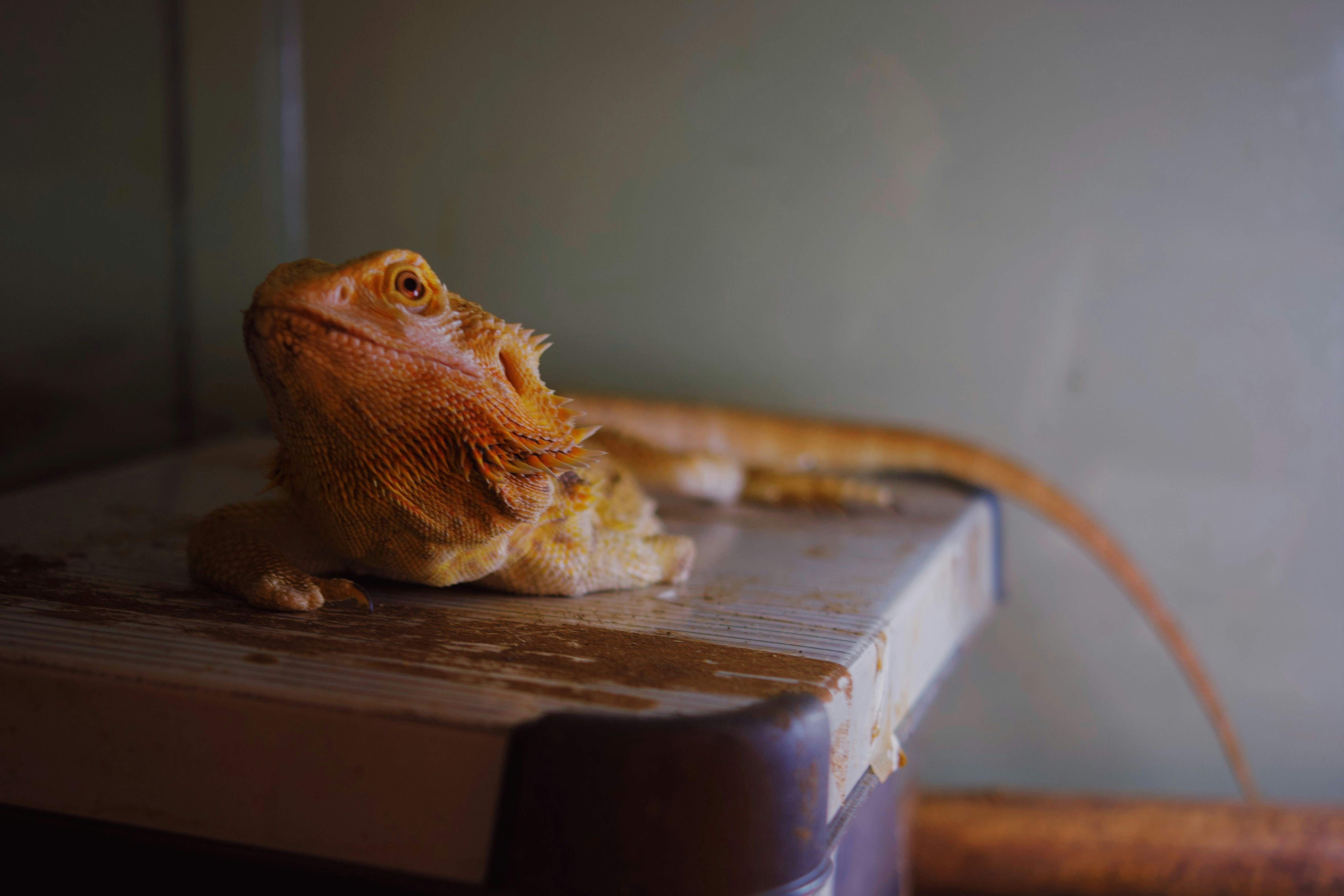 A lizard on a table photo – Free Animal Image on Unsplash