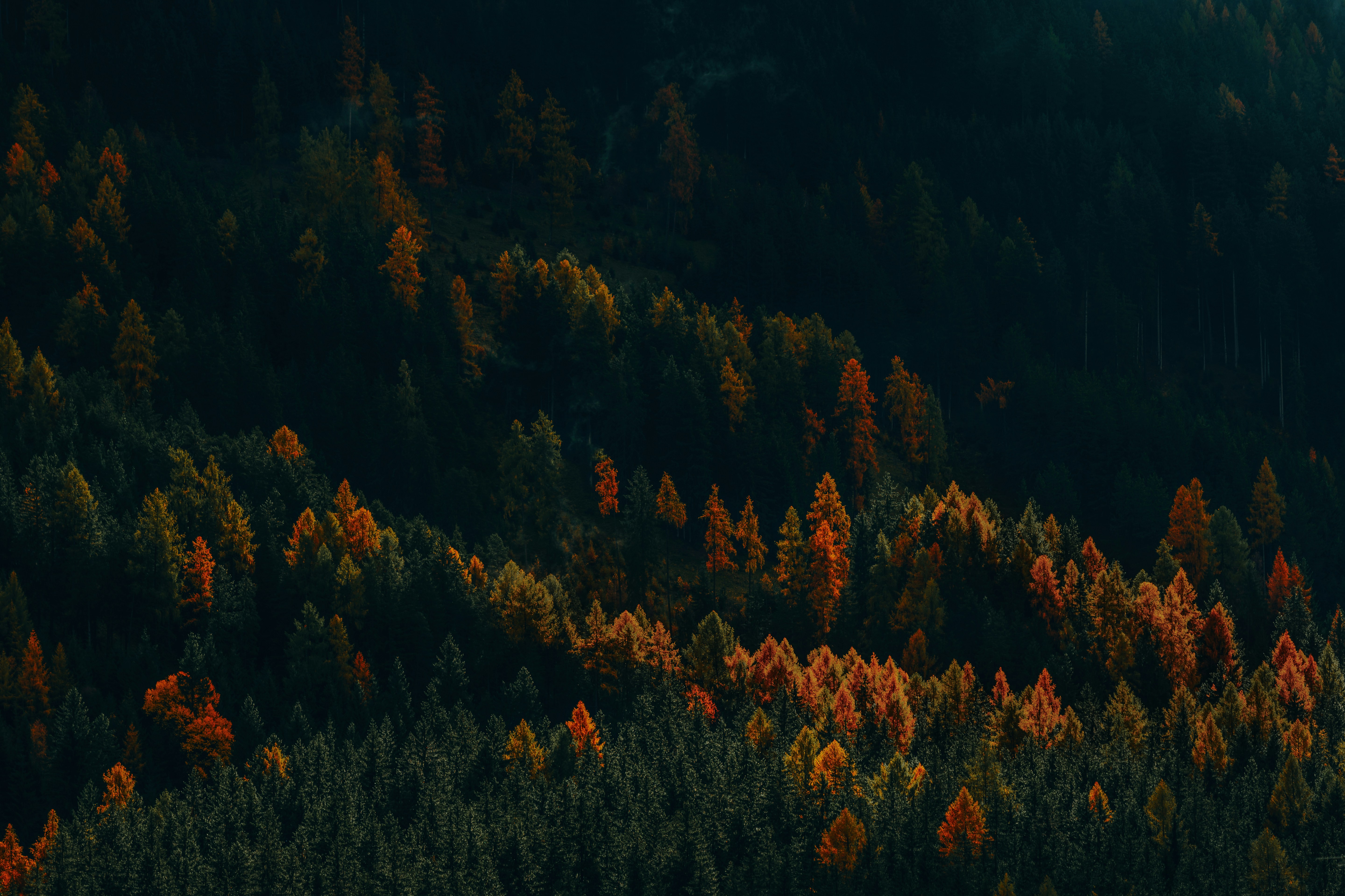 A forest of trees photo – Free Backgrounds Image on Unsplash
