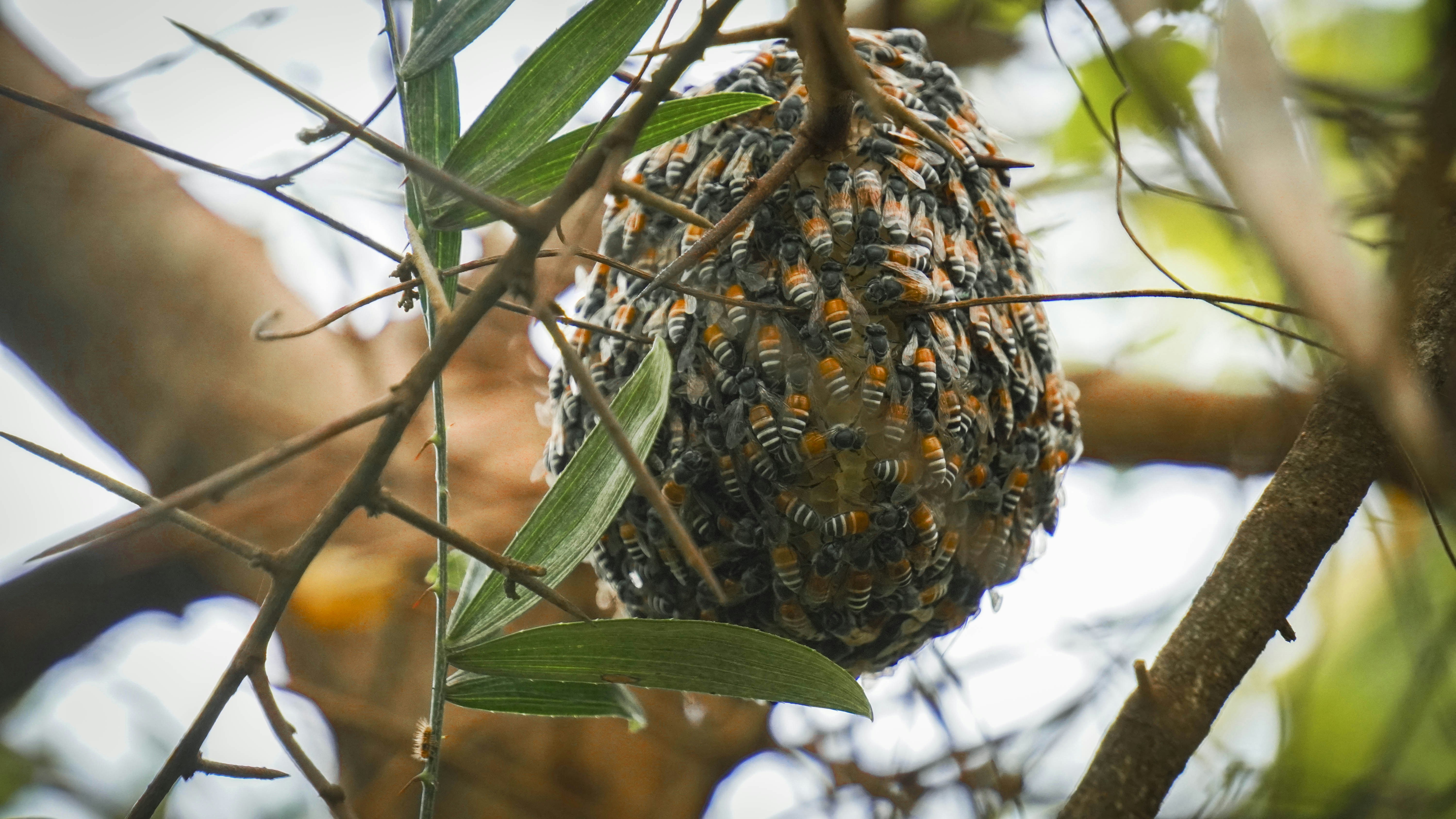 A close up of a pine cone photo – Free Bees Image on Unsplash