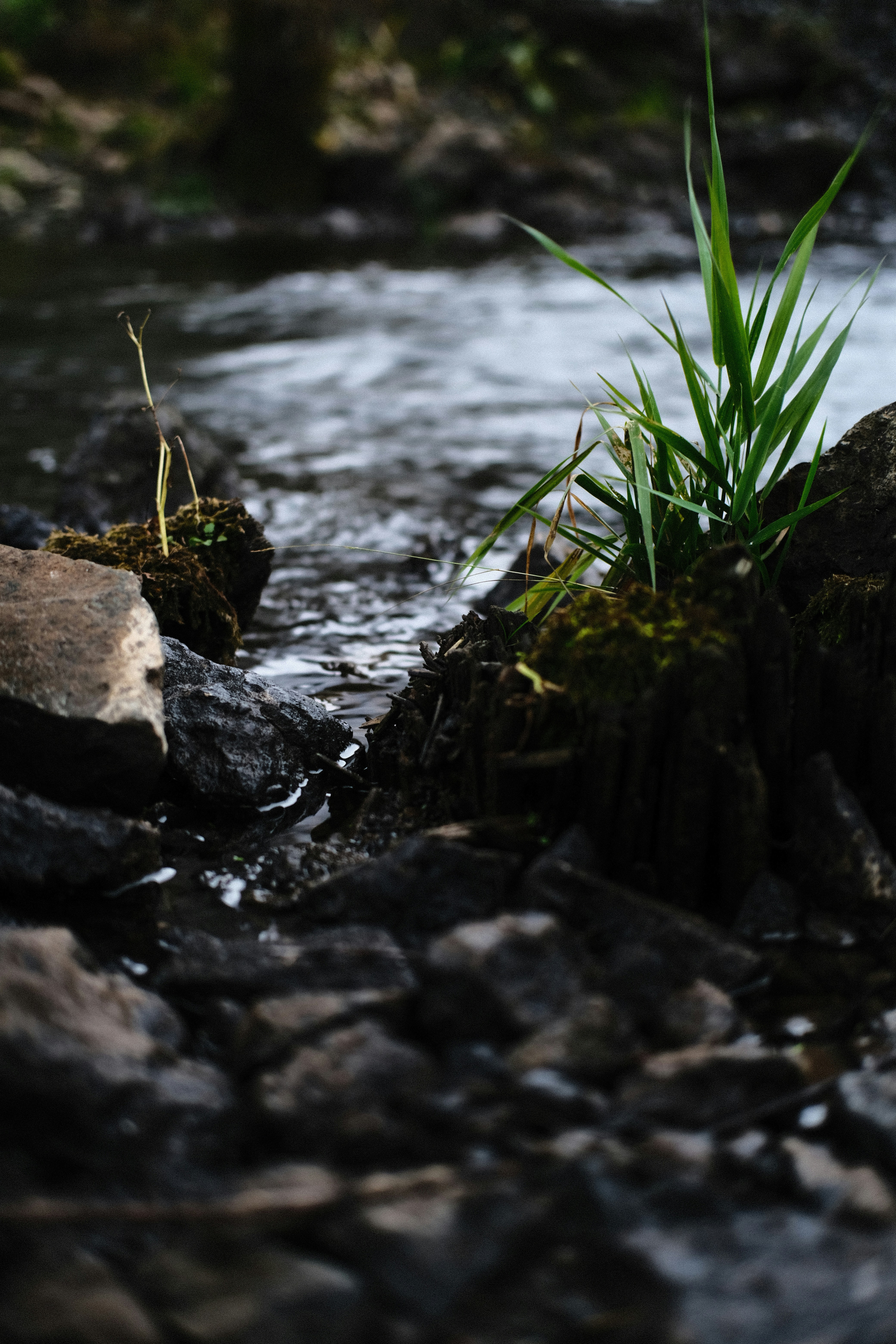 A small stream with a plant growing out of it photo – Free Киров Image ...