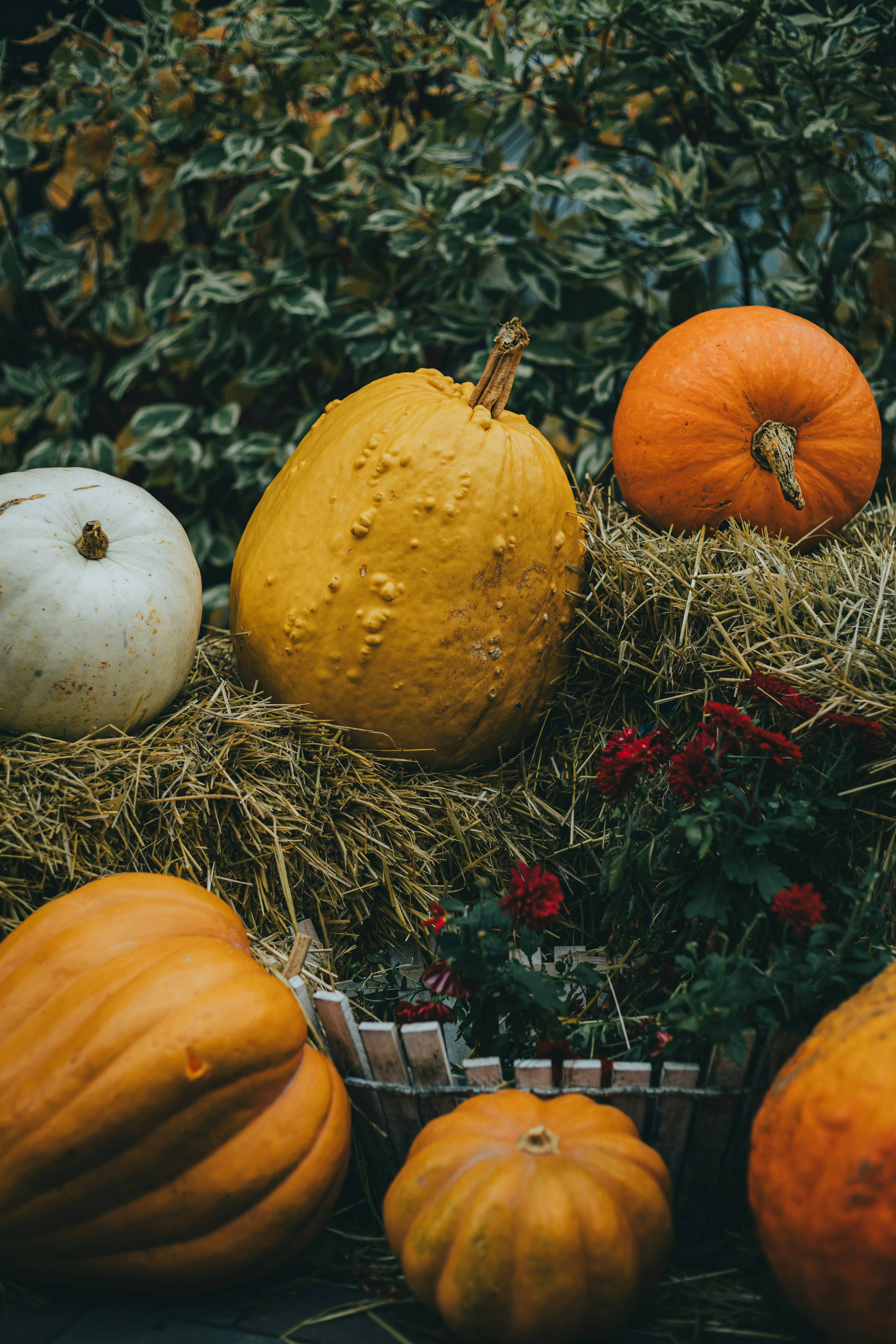 A vibrant display of pumpkins in various shapes and colors arranged on hay, surrounded by seasonal flowers.