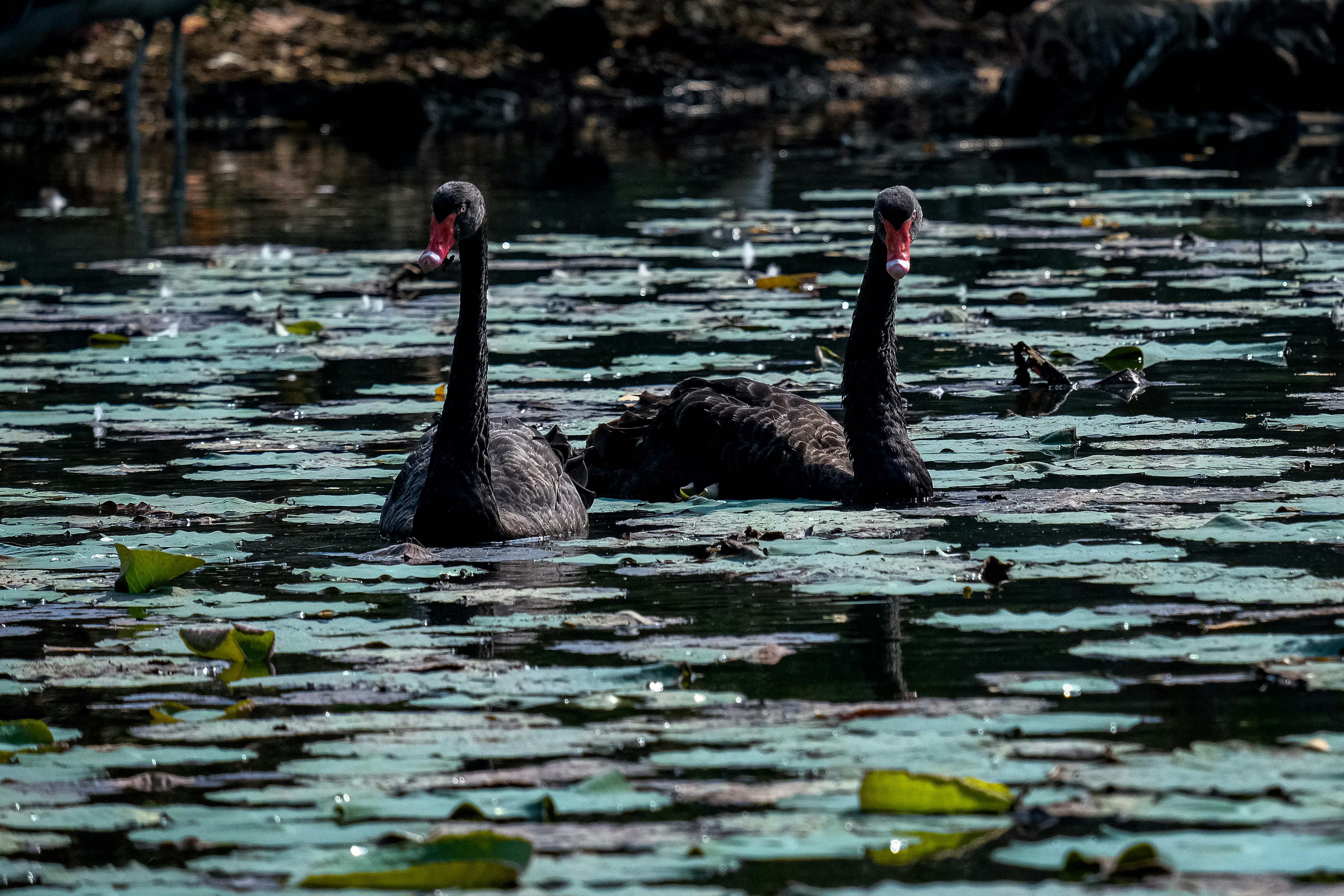 A group of geese swimming in a pond photo – Free Vietnam Image on Unsplash