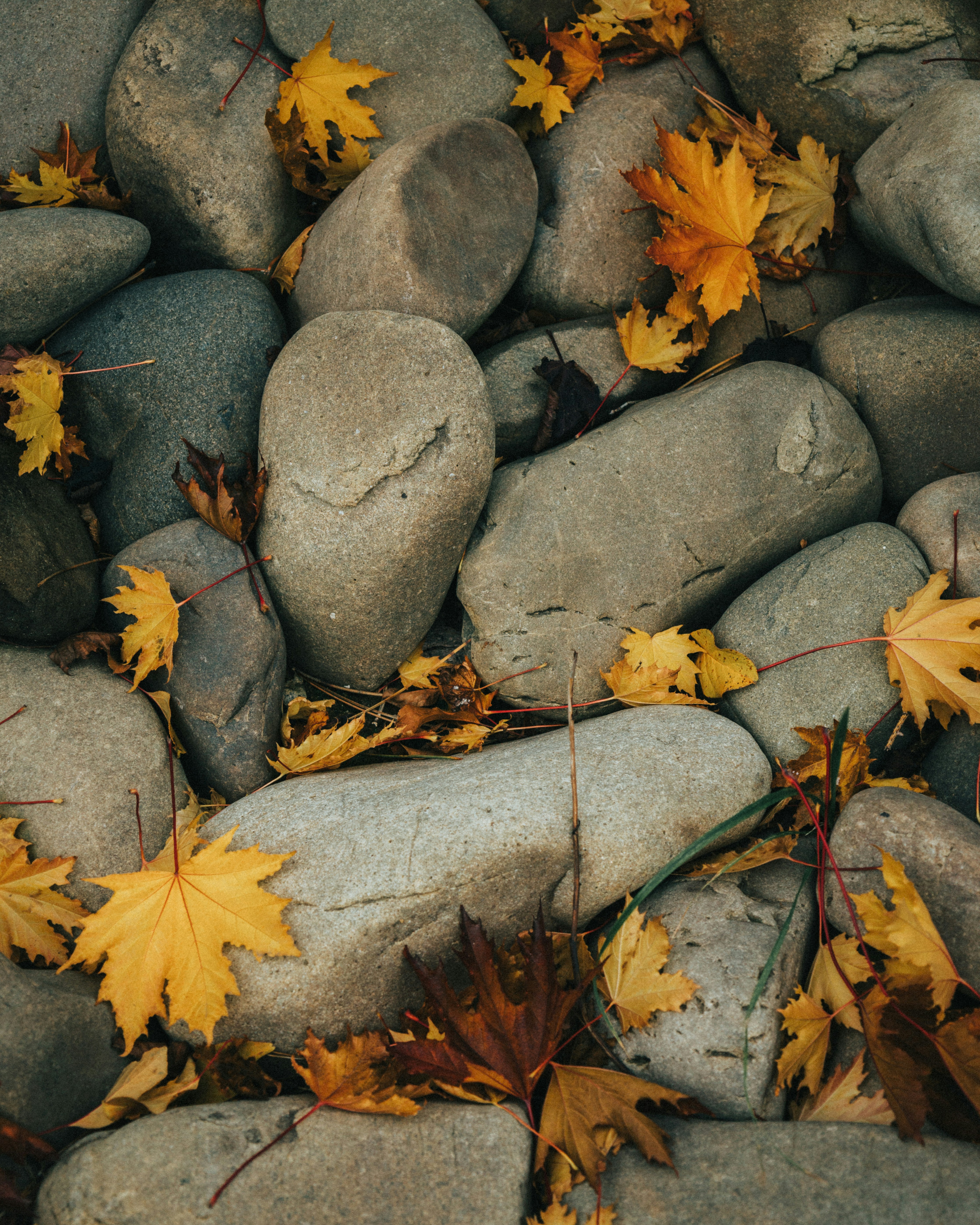 Autumn stones with leaves on
