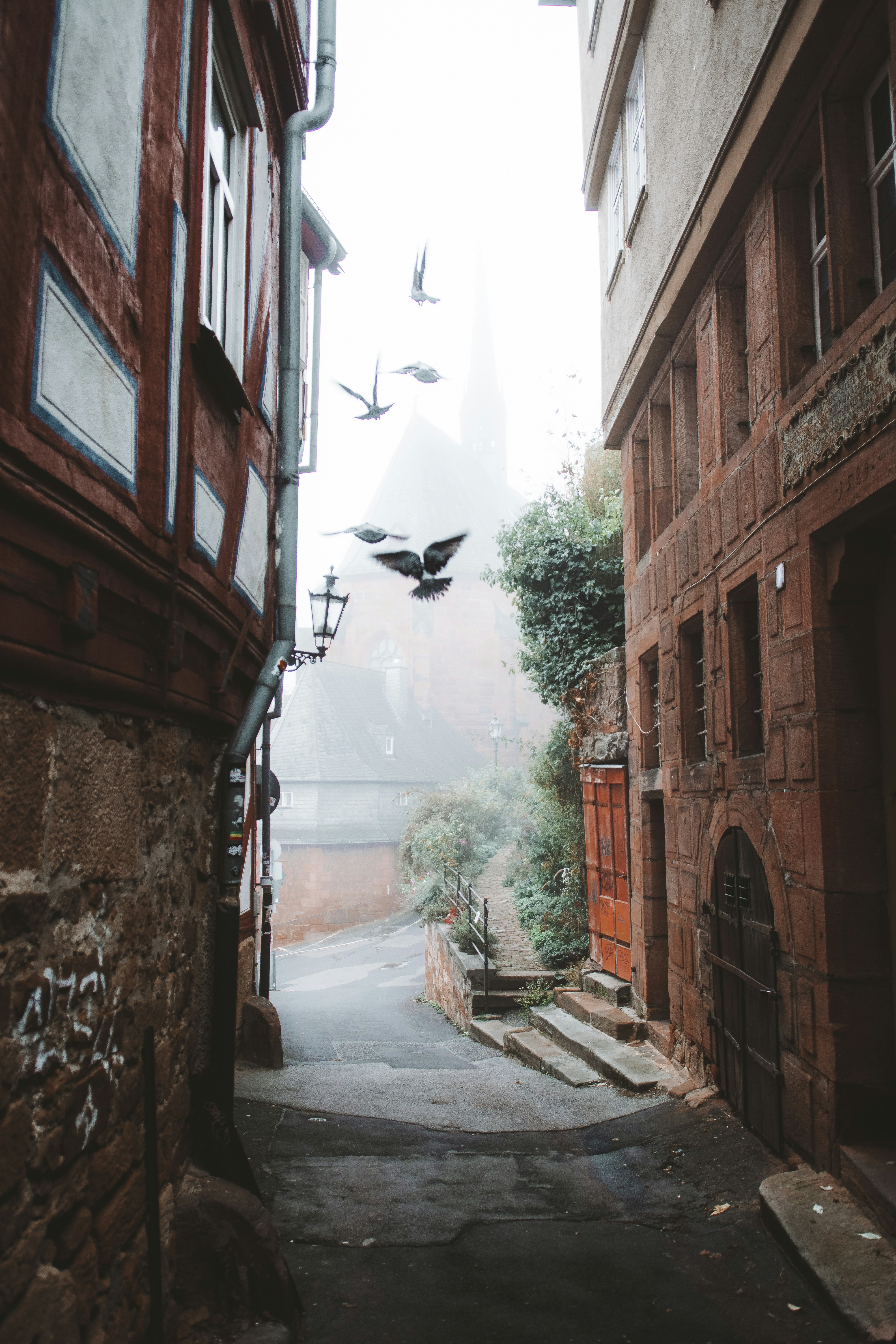A group of birds flying over a narrow alley between buildings photo ...
