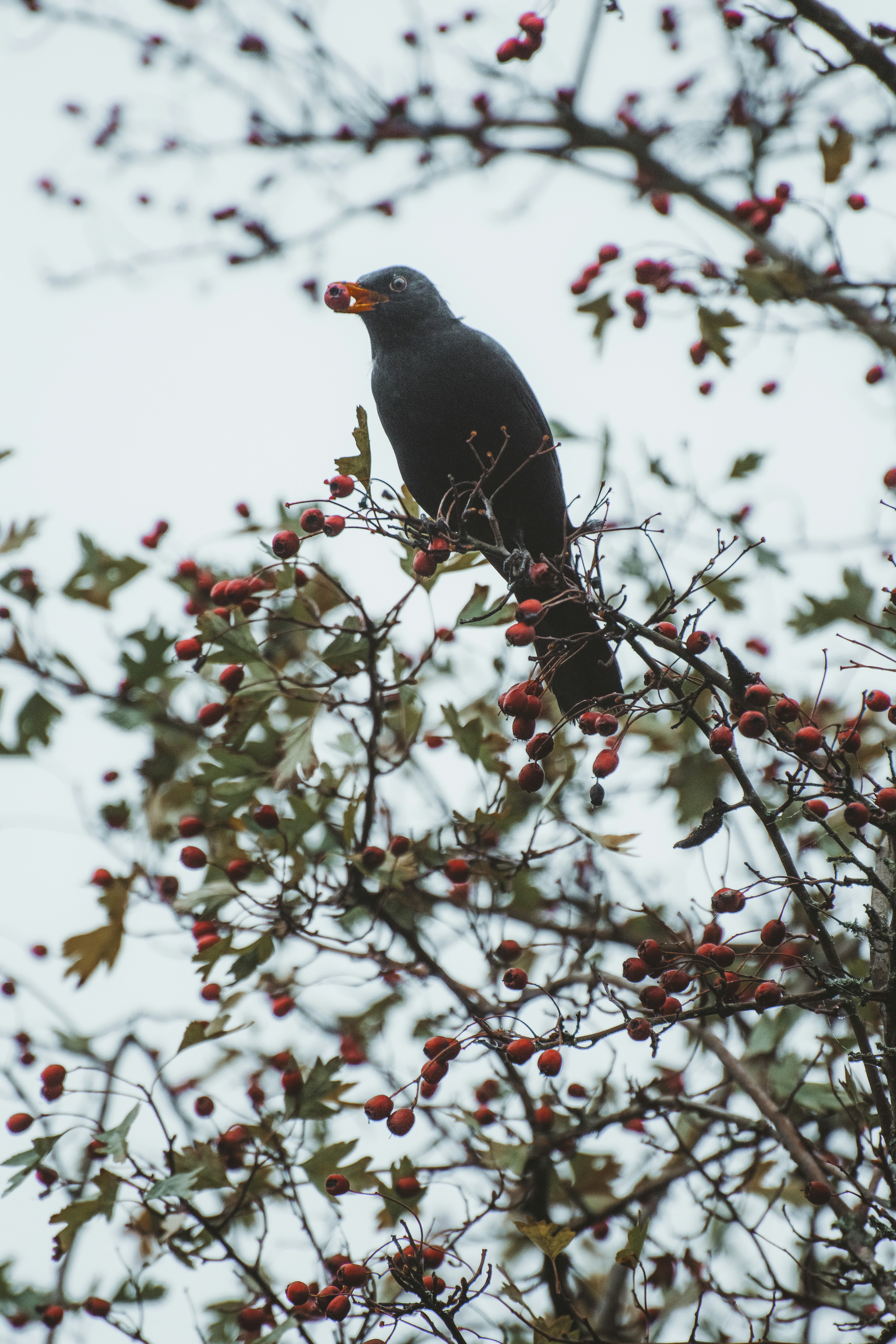 Midwinter Blackbird on a Crimson Berry Branch