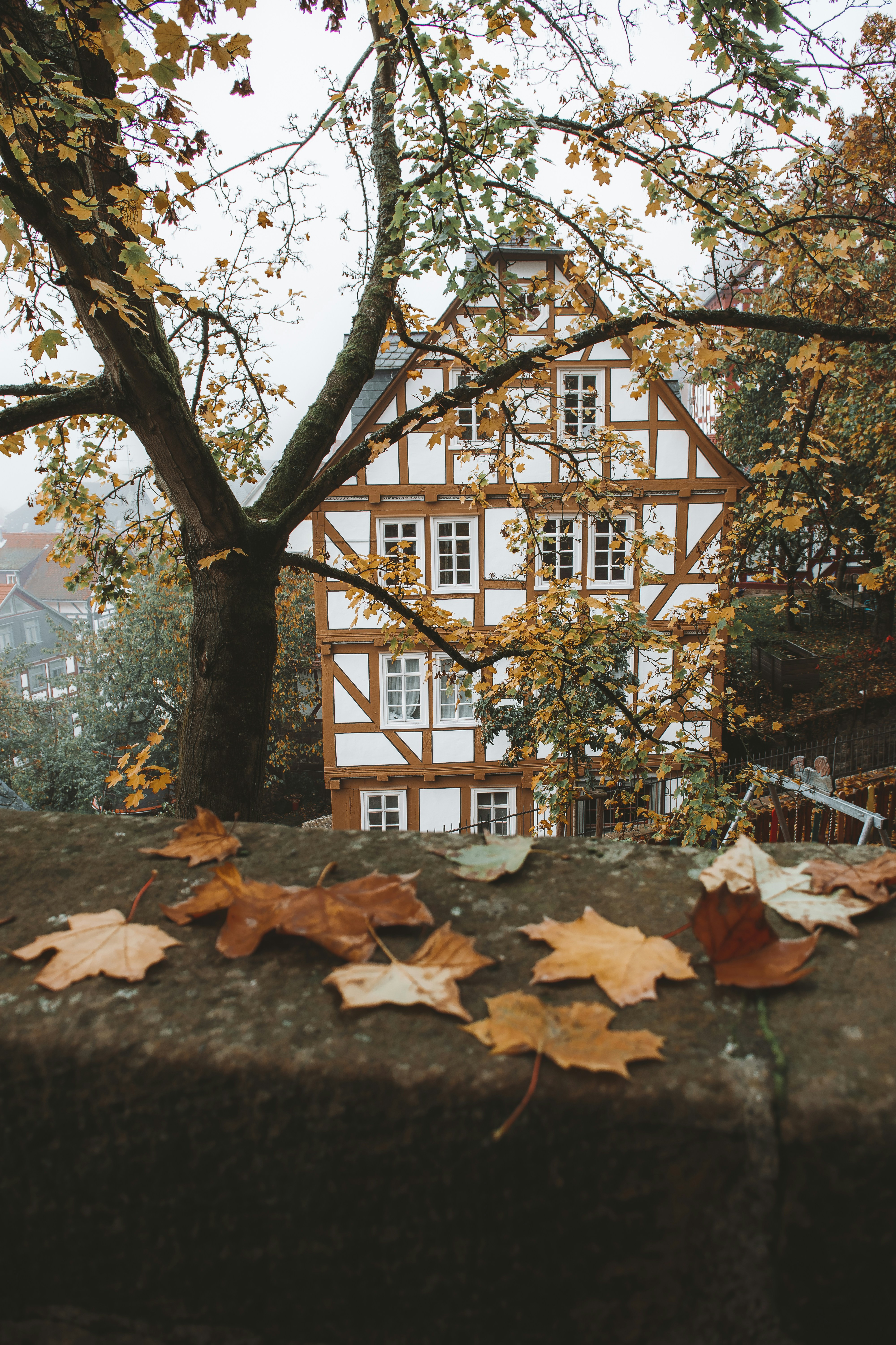 a tree in front of a building
