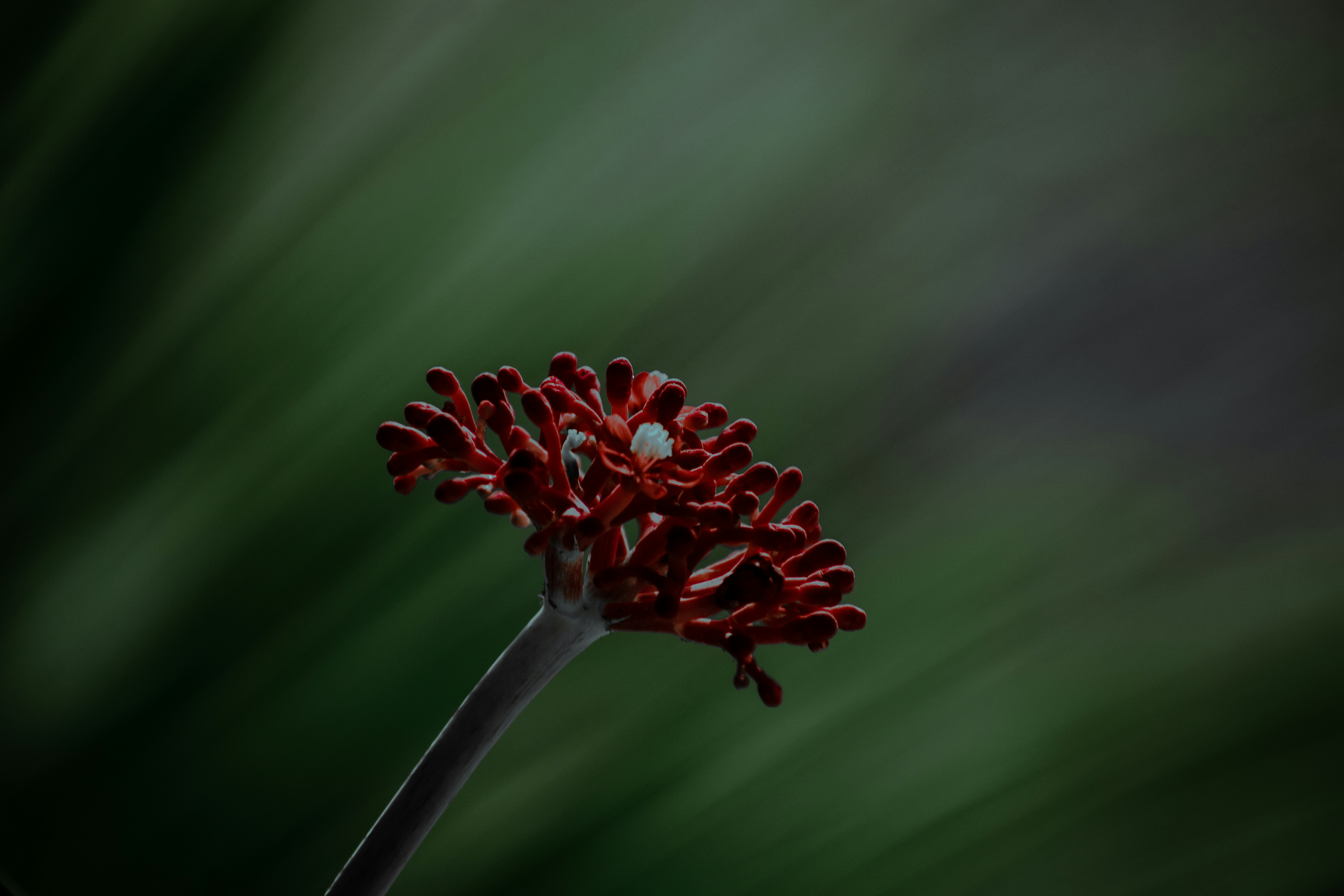 Crimson Coral on a Slanted Stem Against Velvet Green