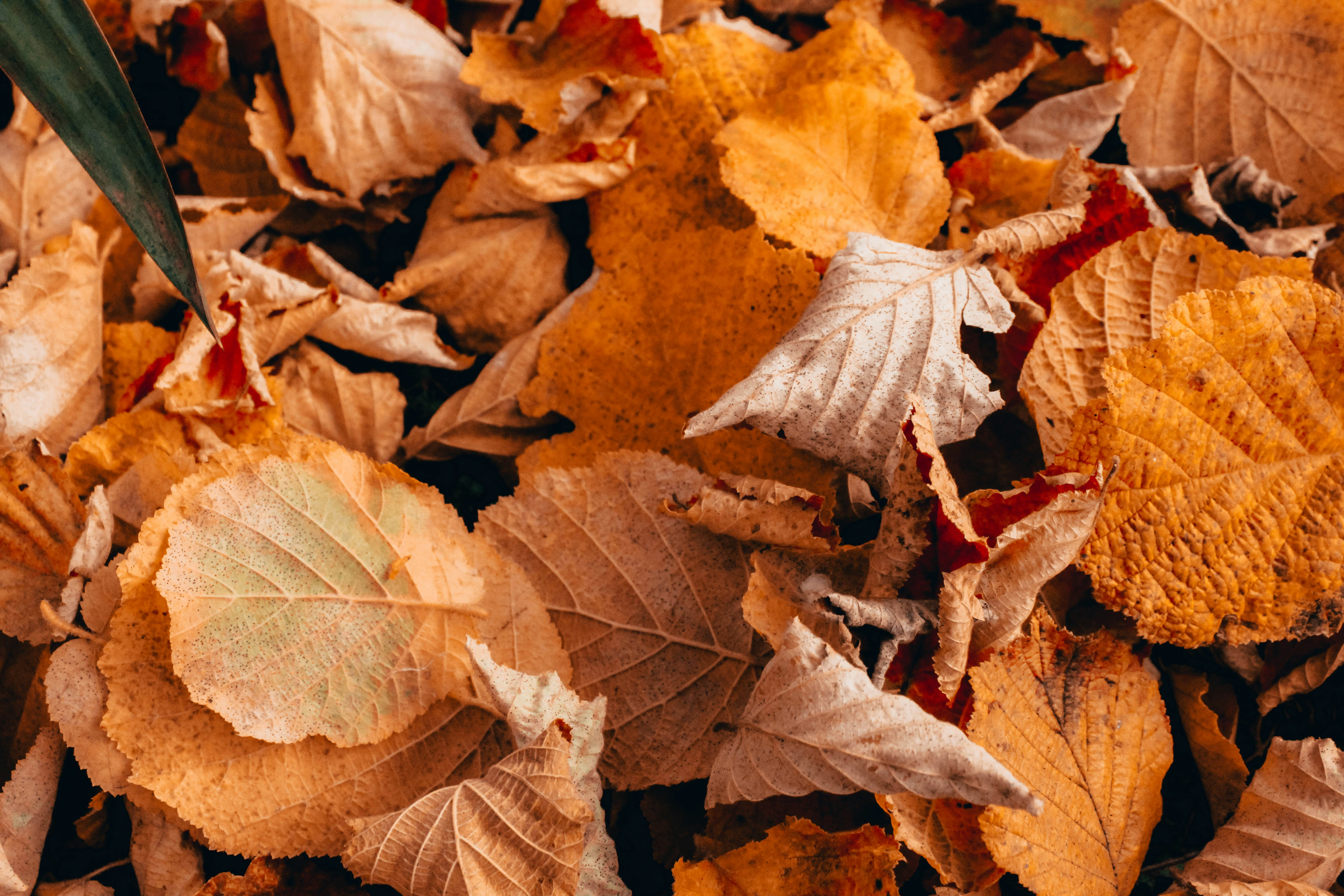 A pile of yellow and brown leaves photo – Free Autom Image on Unsplash