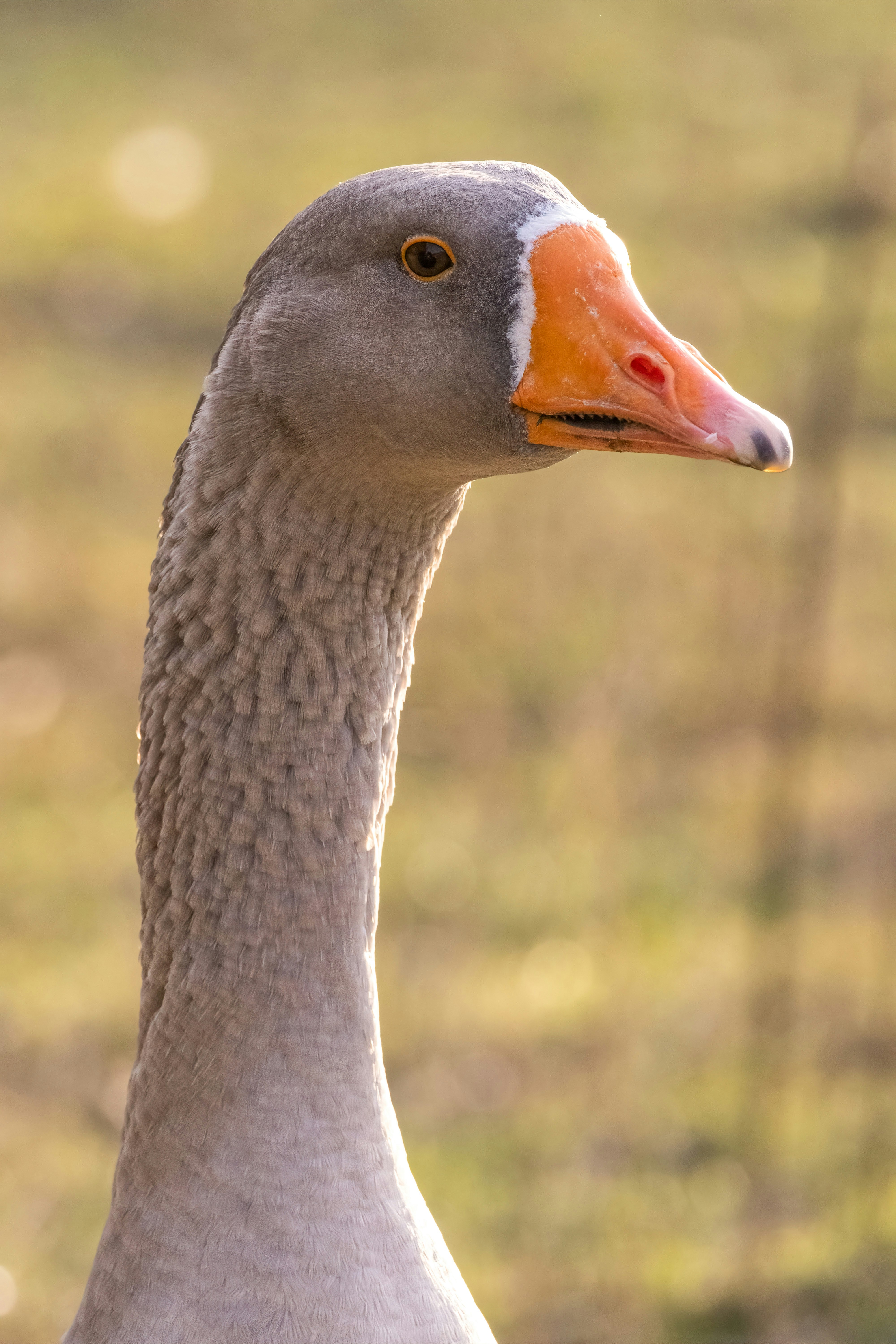 Photo by Thomas with Canon EOS R10