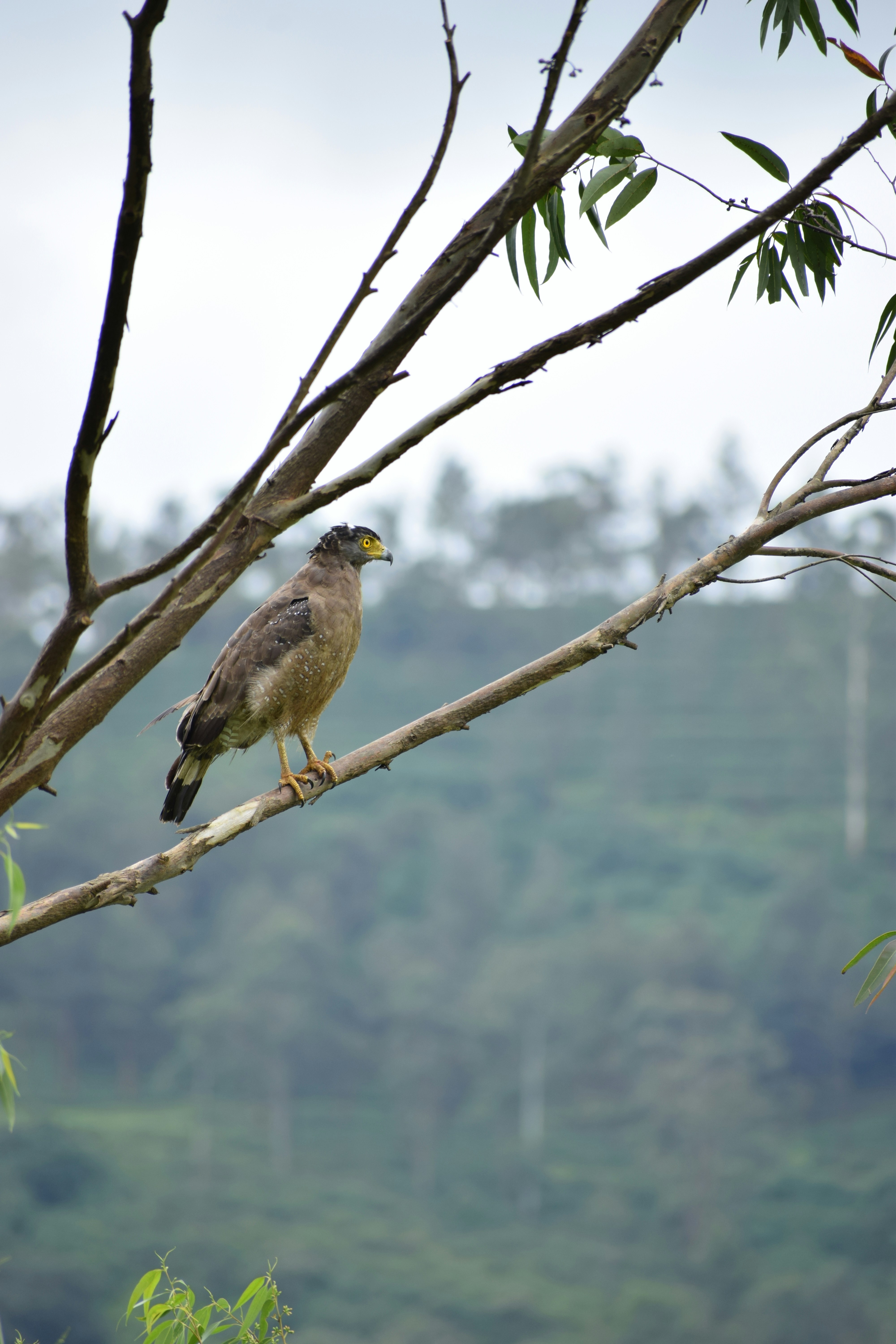 Photo by Selvamuthu D with Nikon D5300