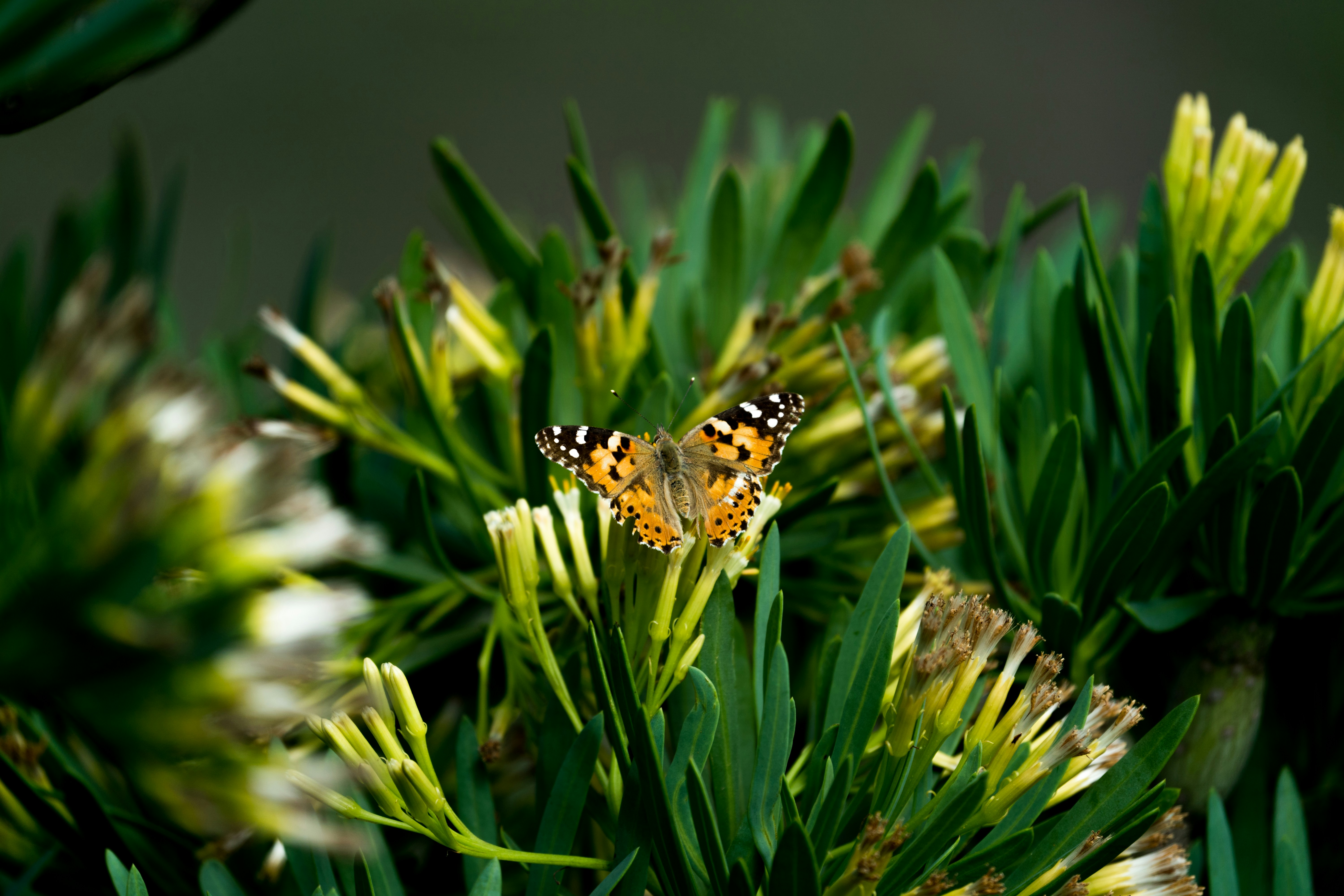 Painted Lady on a Green Canvas of Budding Foliage