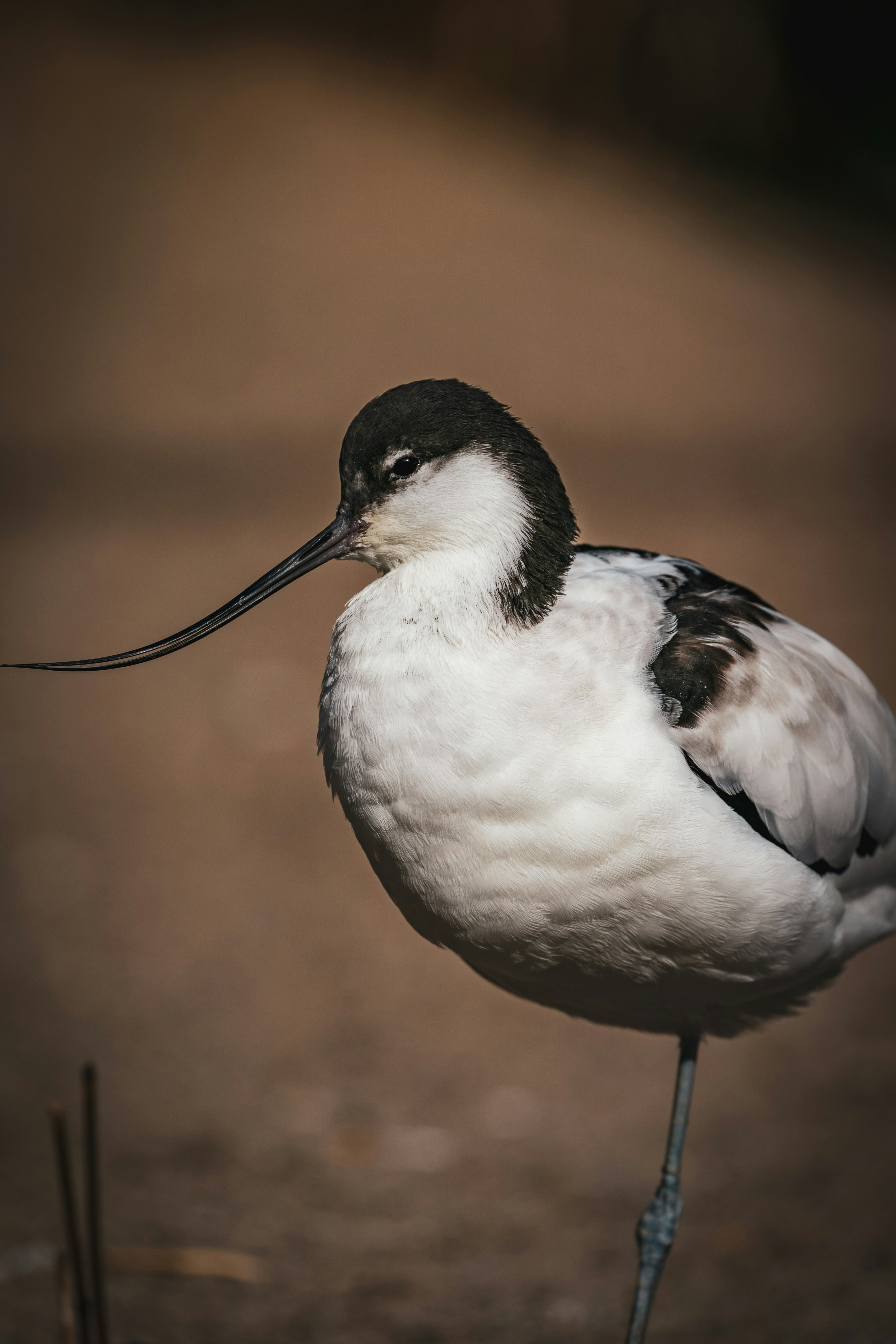 Dune Light Portrait of a Long-Billed Wader