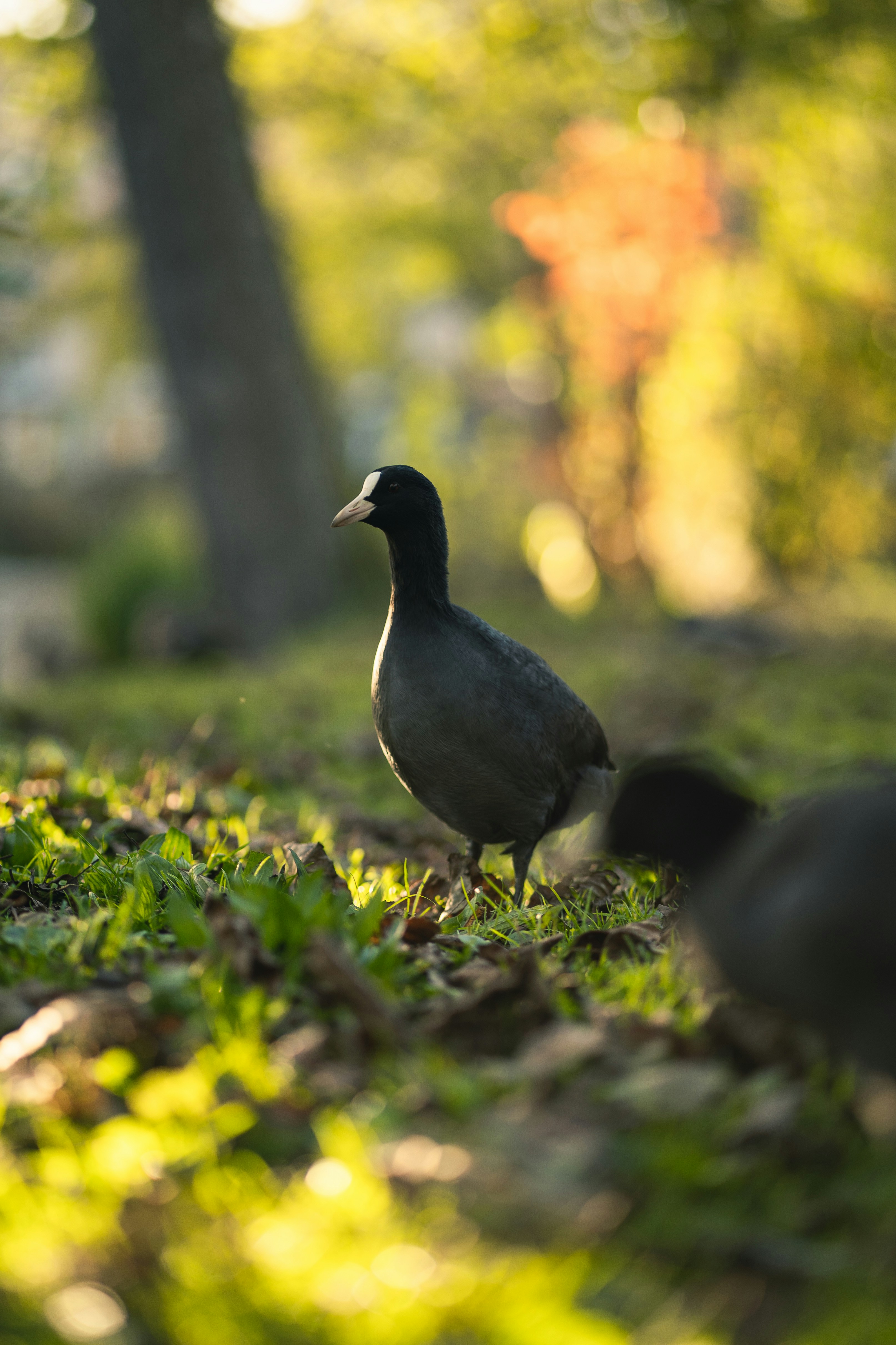 Autumn Sunlight Illuminates a Solitary Eurasian Coot
