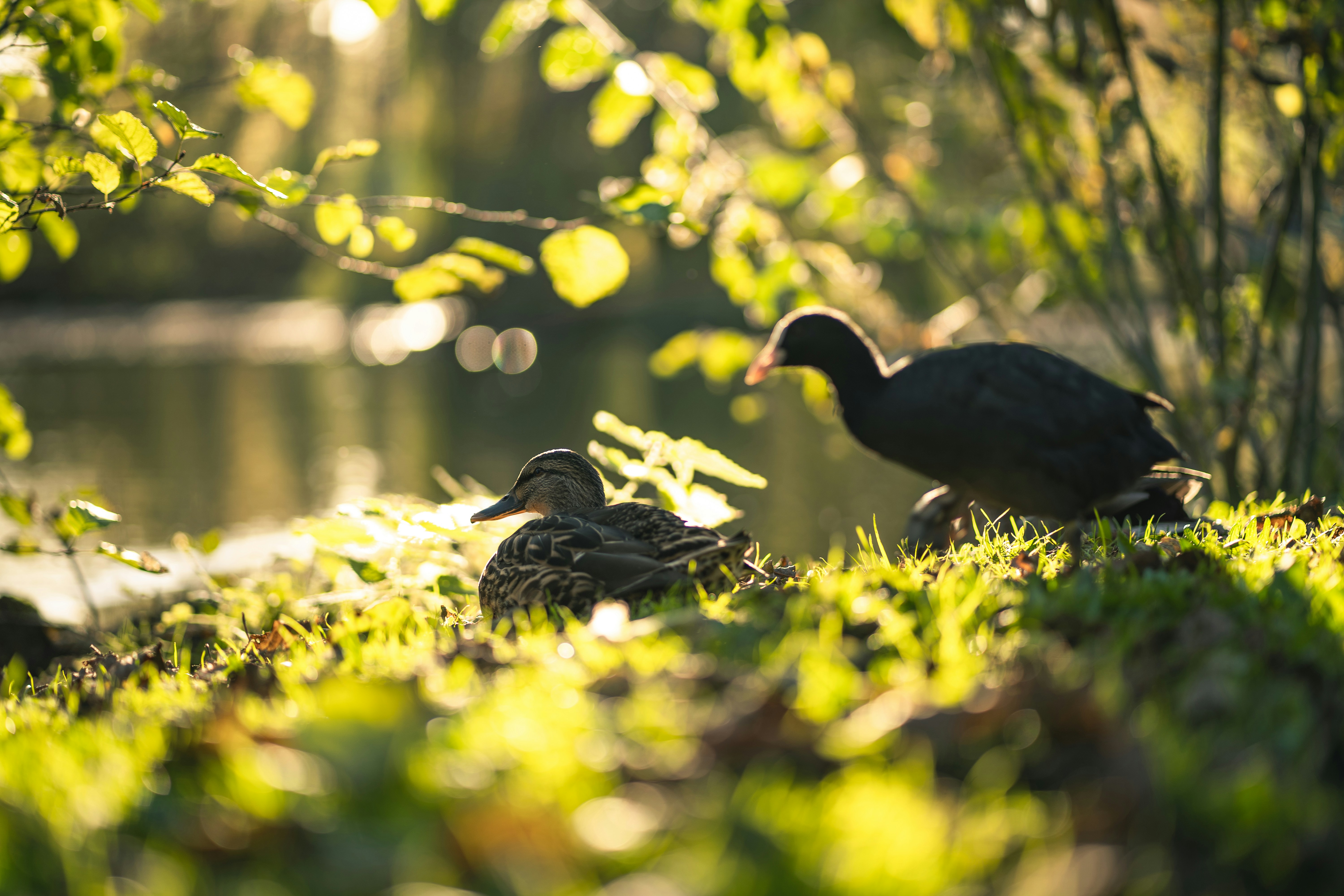 Dappled Dawn by the Riverside: A Quiet Duck Pair