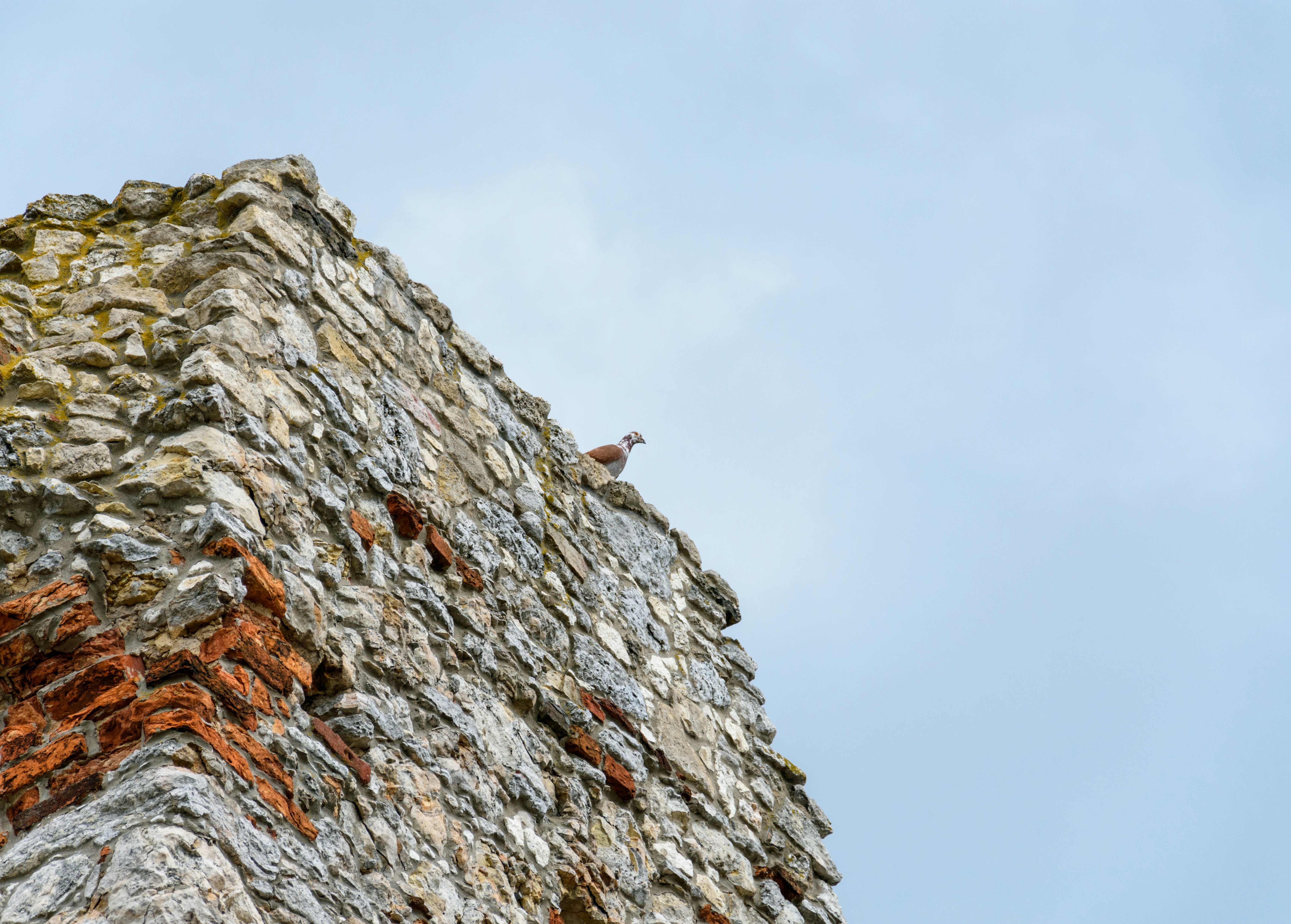 A pigeon is sitting on a stone wall