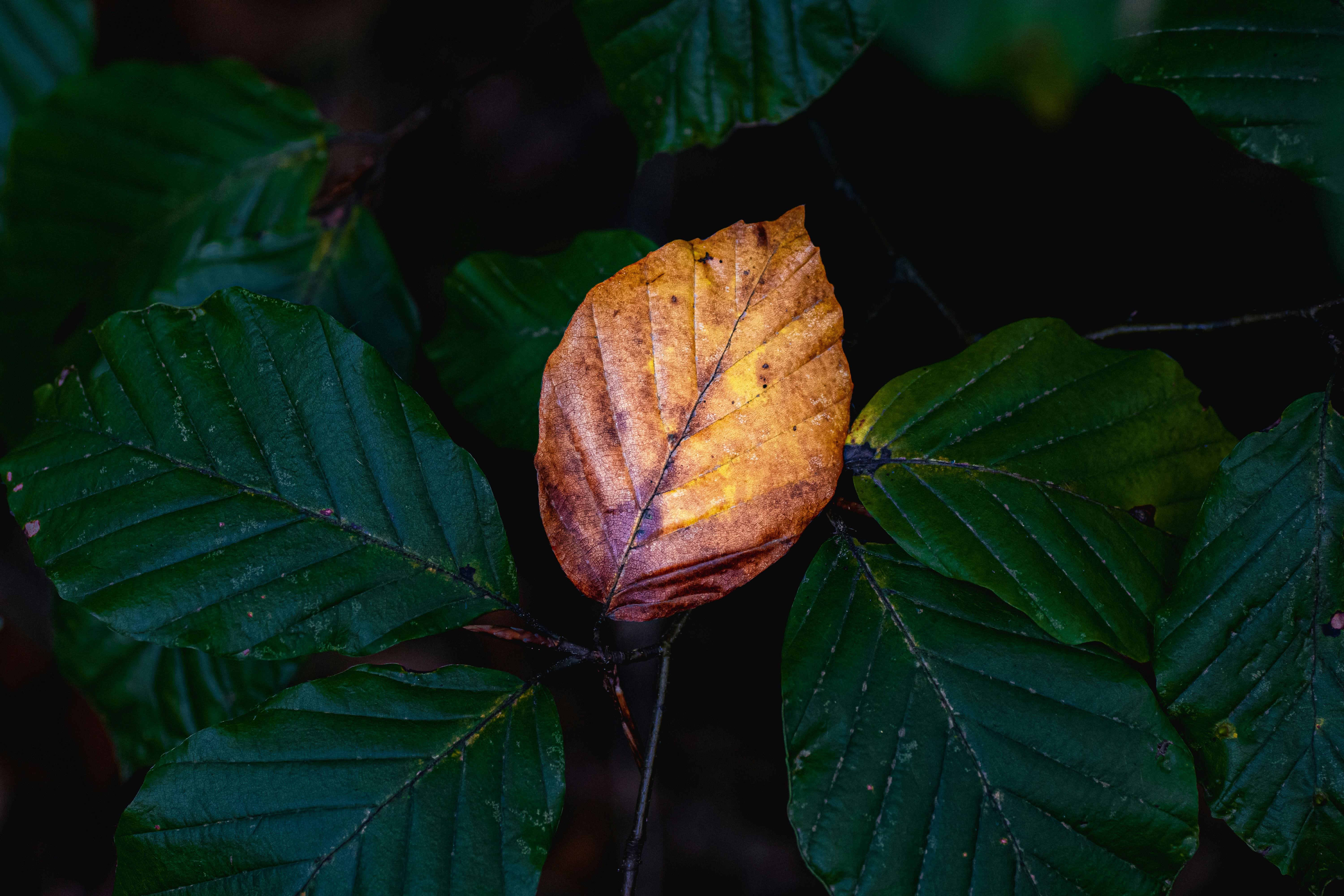A vibrant golden leaf rests atop dark green foliage, showcasing the contrast of autumn against a lush backdrop.