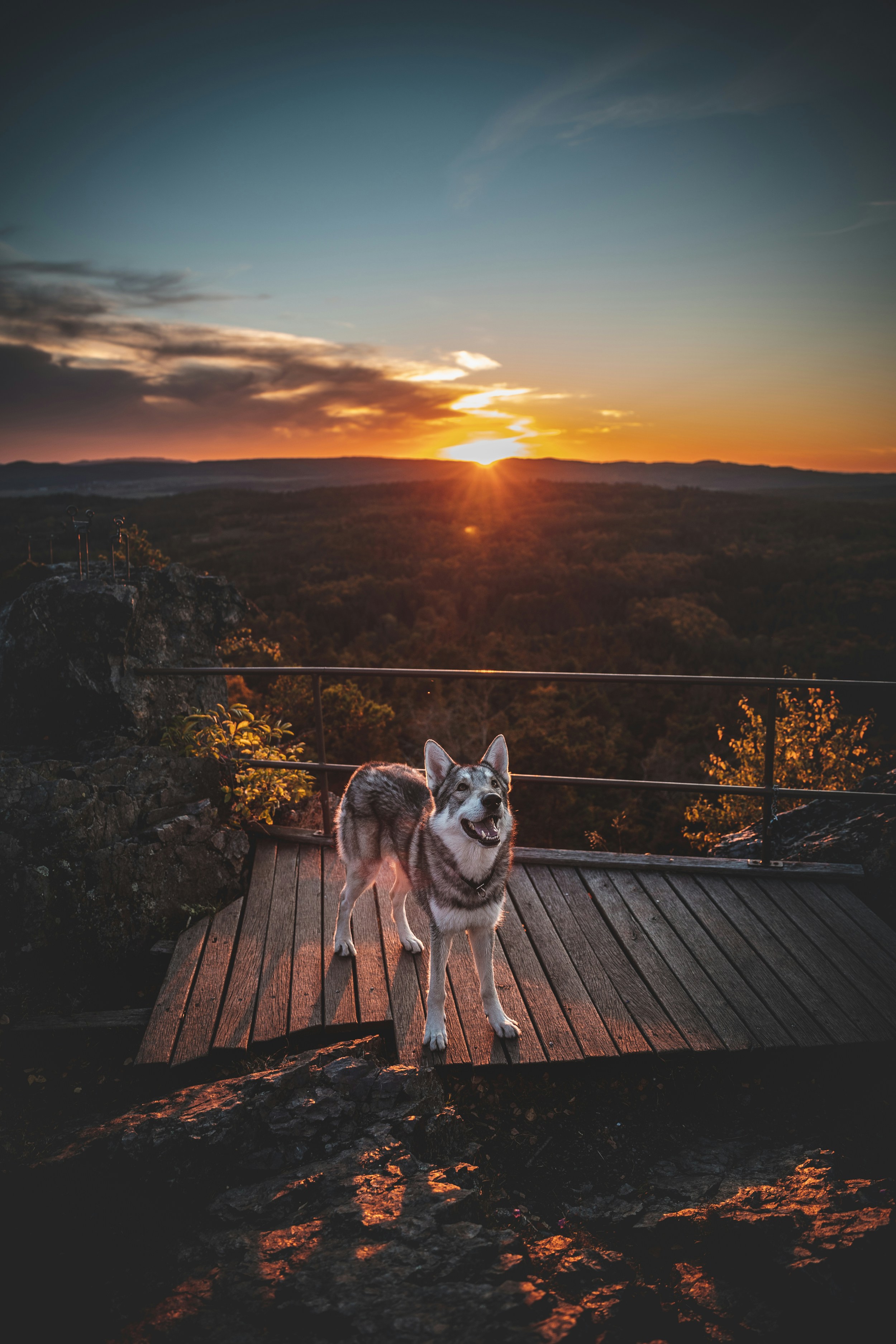 Happy wolfdog at sunset
