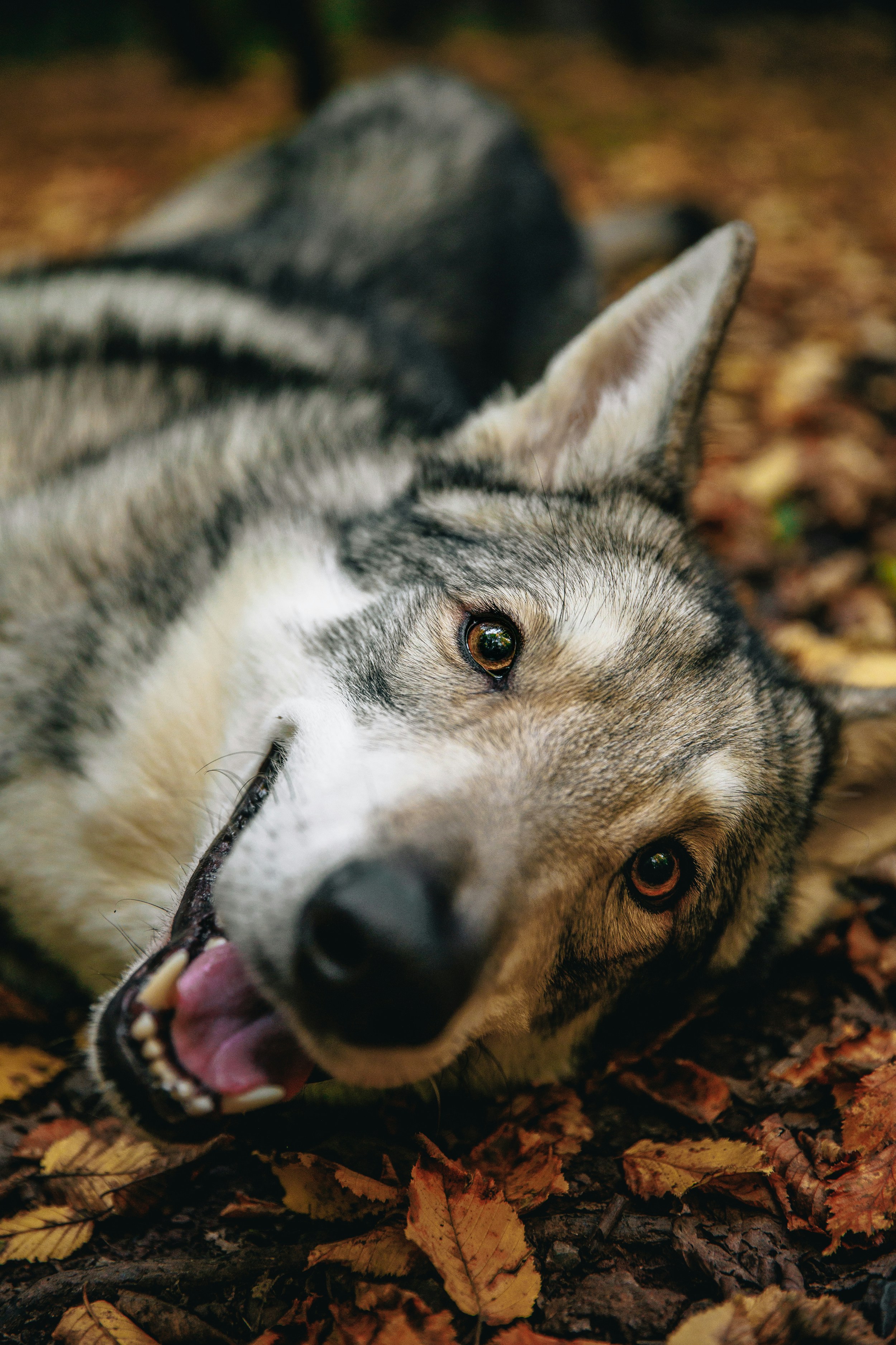 Wolf smiling in leaves
