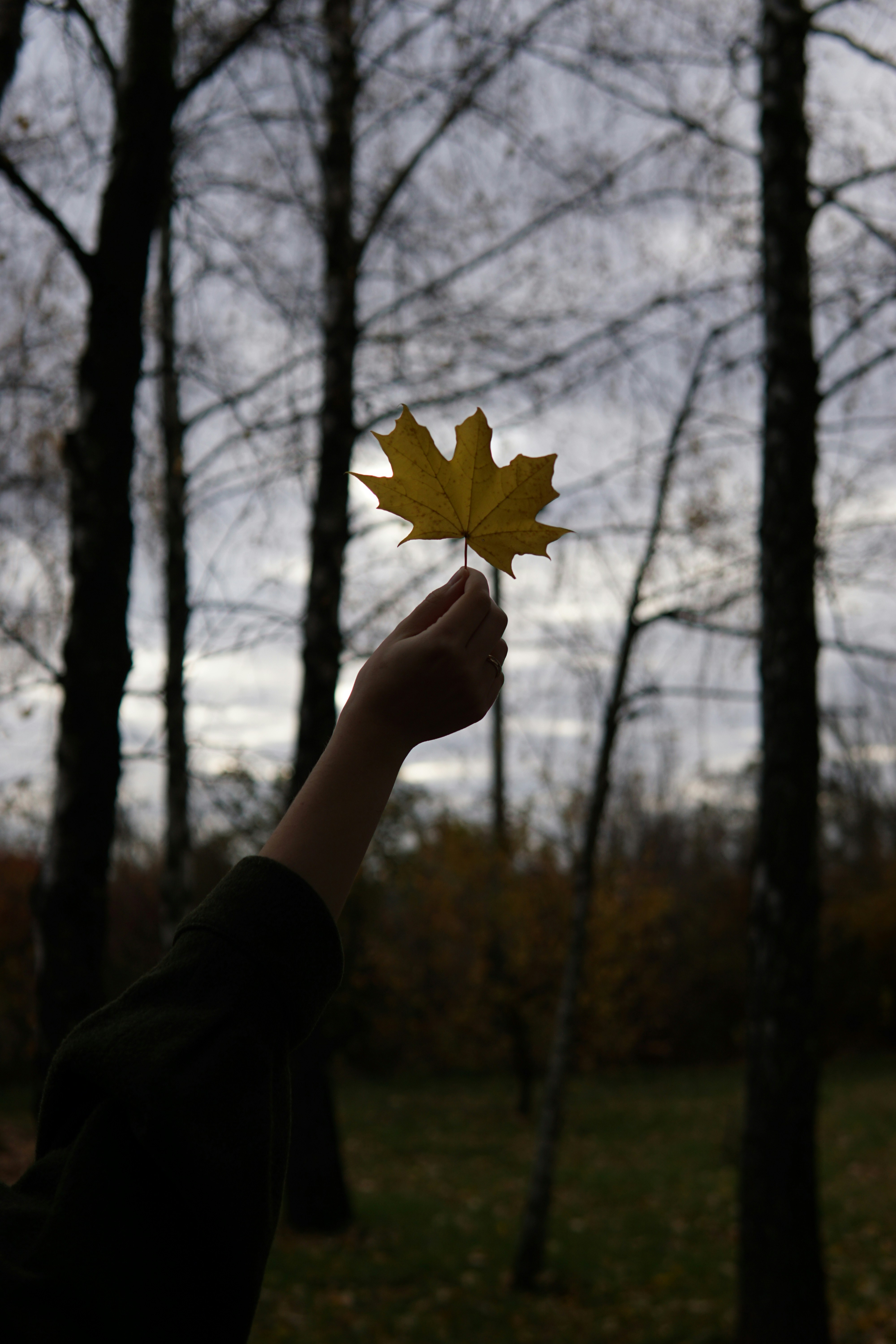 Autumn's Quiet Signal: a lone maple leaf backlit among forest silhouettes