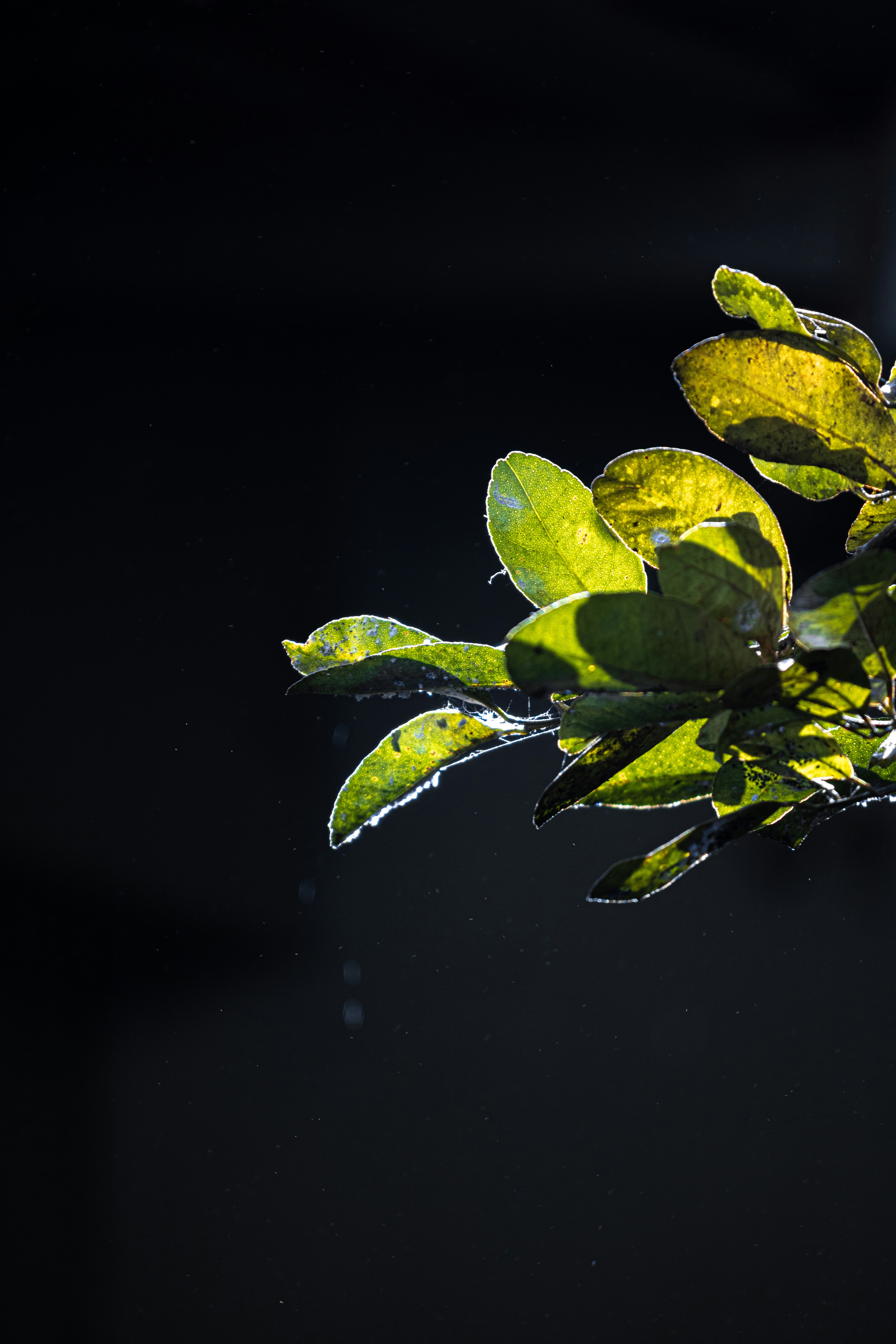 Edge-Lit Foliage Against a Velvet Night