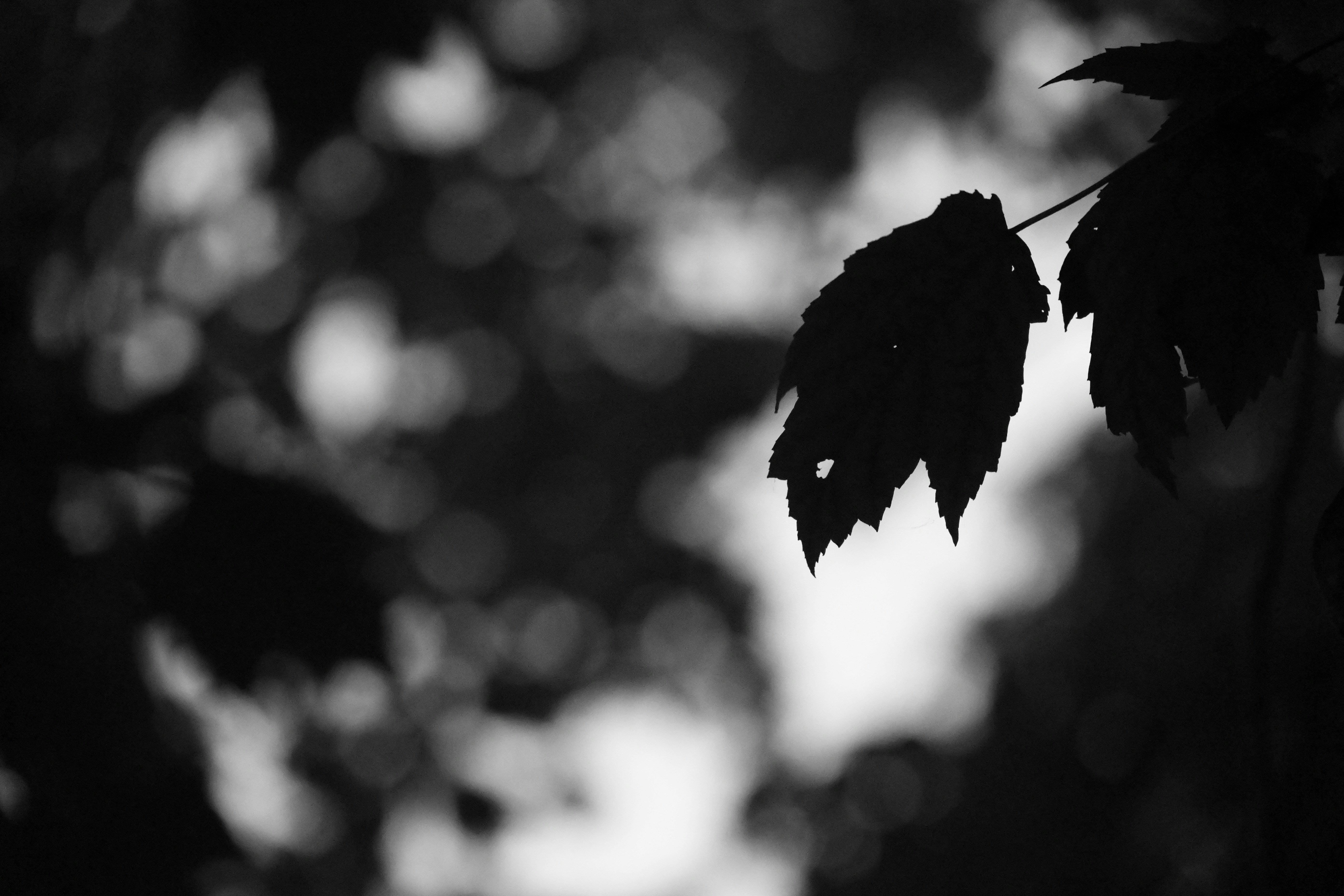 Silhouetted leaves against a softly blurred background, evoking a sense of tranquility and introspection.