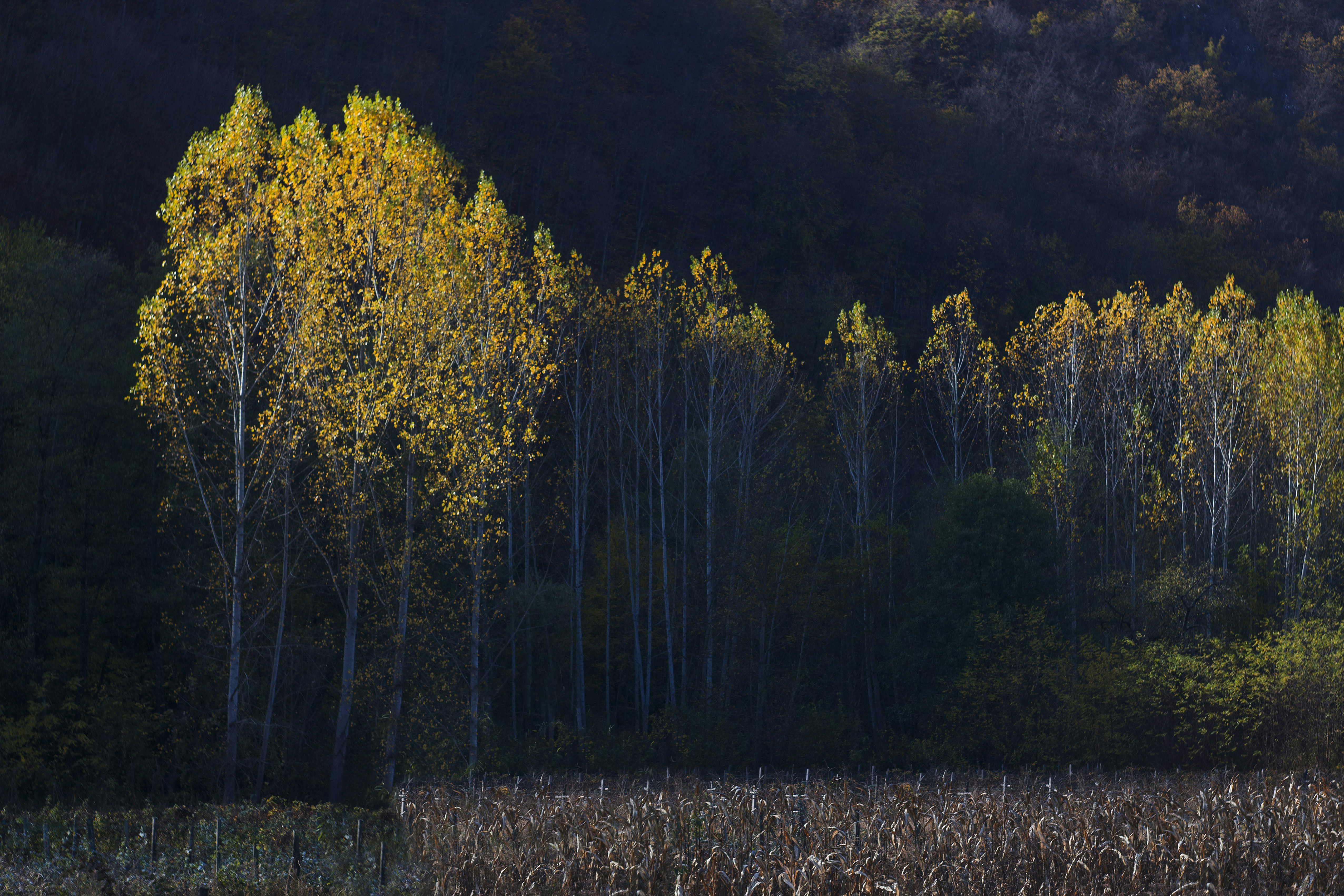 Golden Leaders in the Dusk Forest