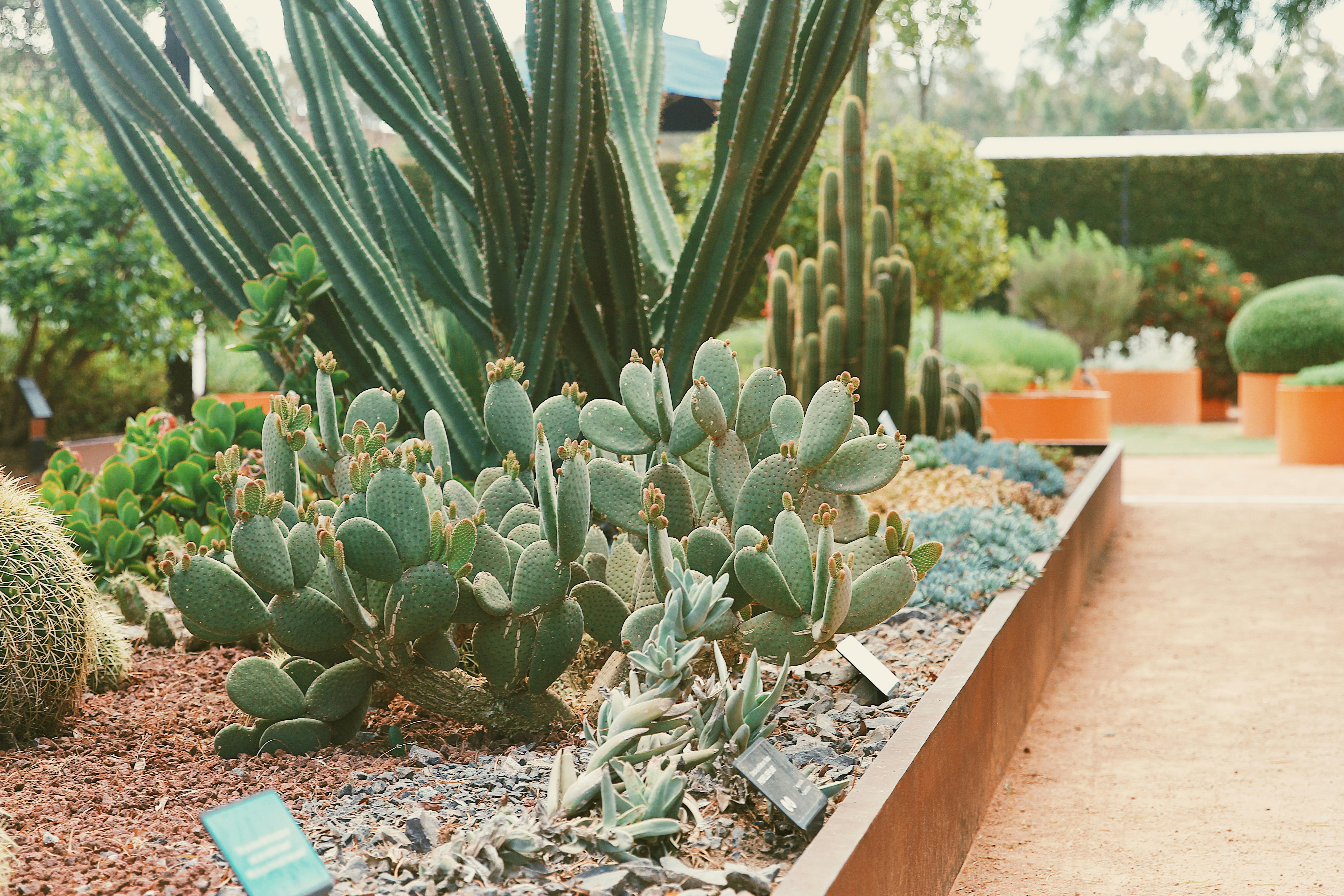 A group of cactus in a garden photo – Free National arboretum canberra ...