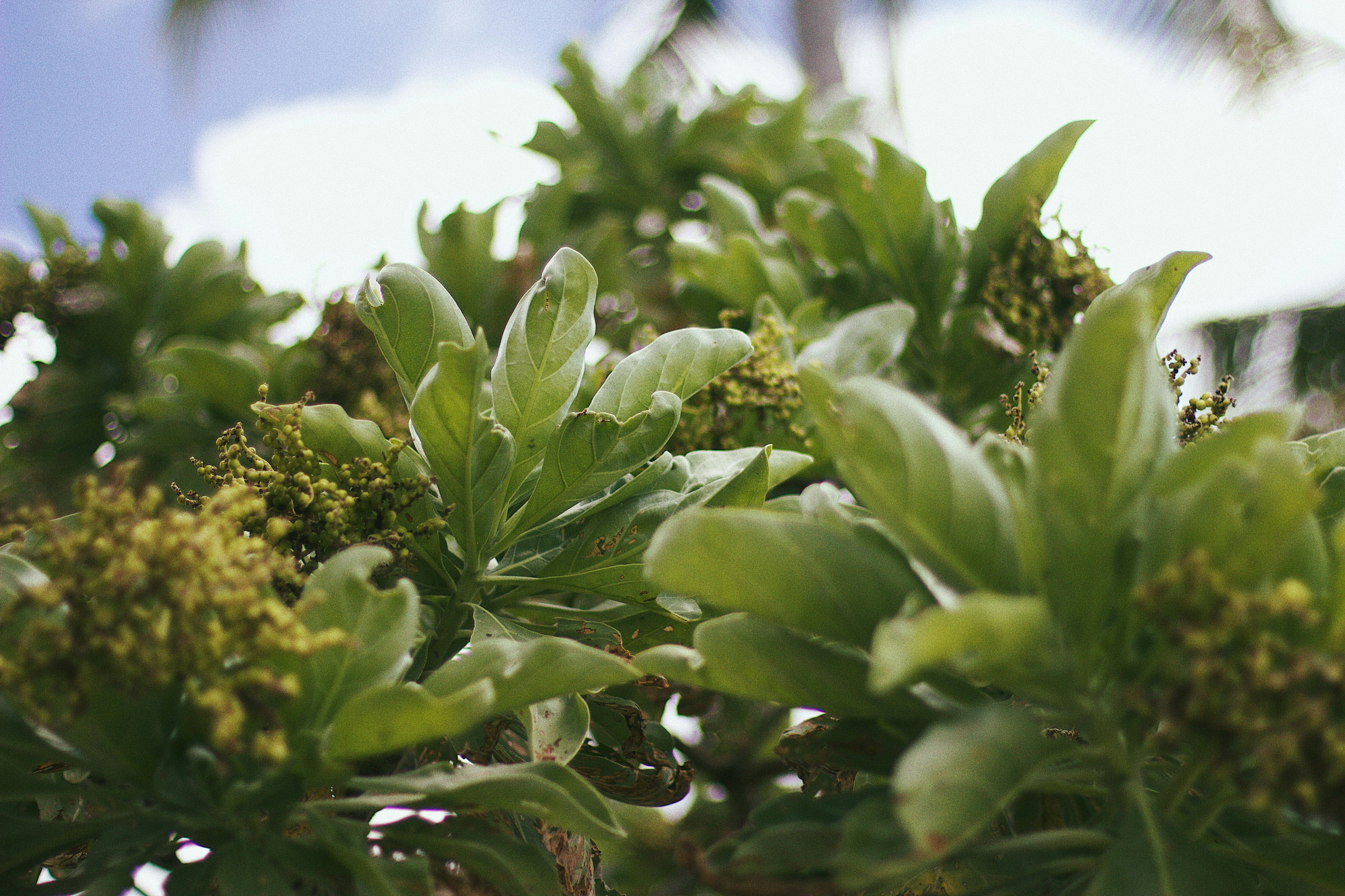 Emerging Greenery: Nature's Subtle Symphony